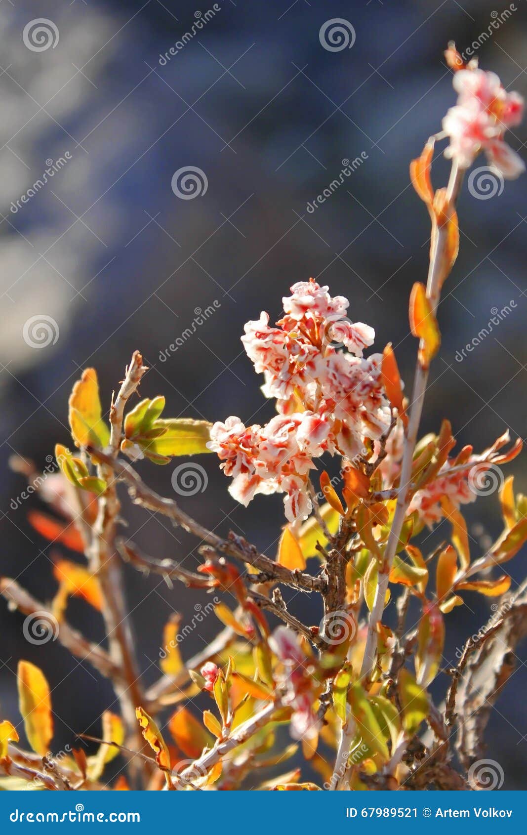 Rapidly Blooming Asian Shrub Haloxylon Stock Image - Image of growth ...