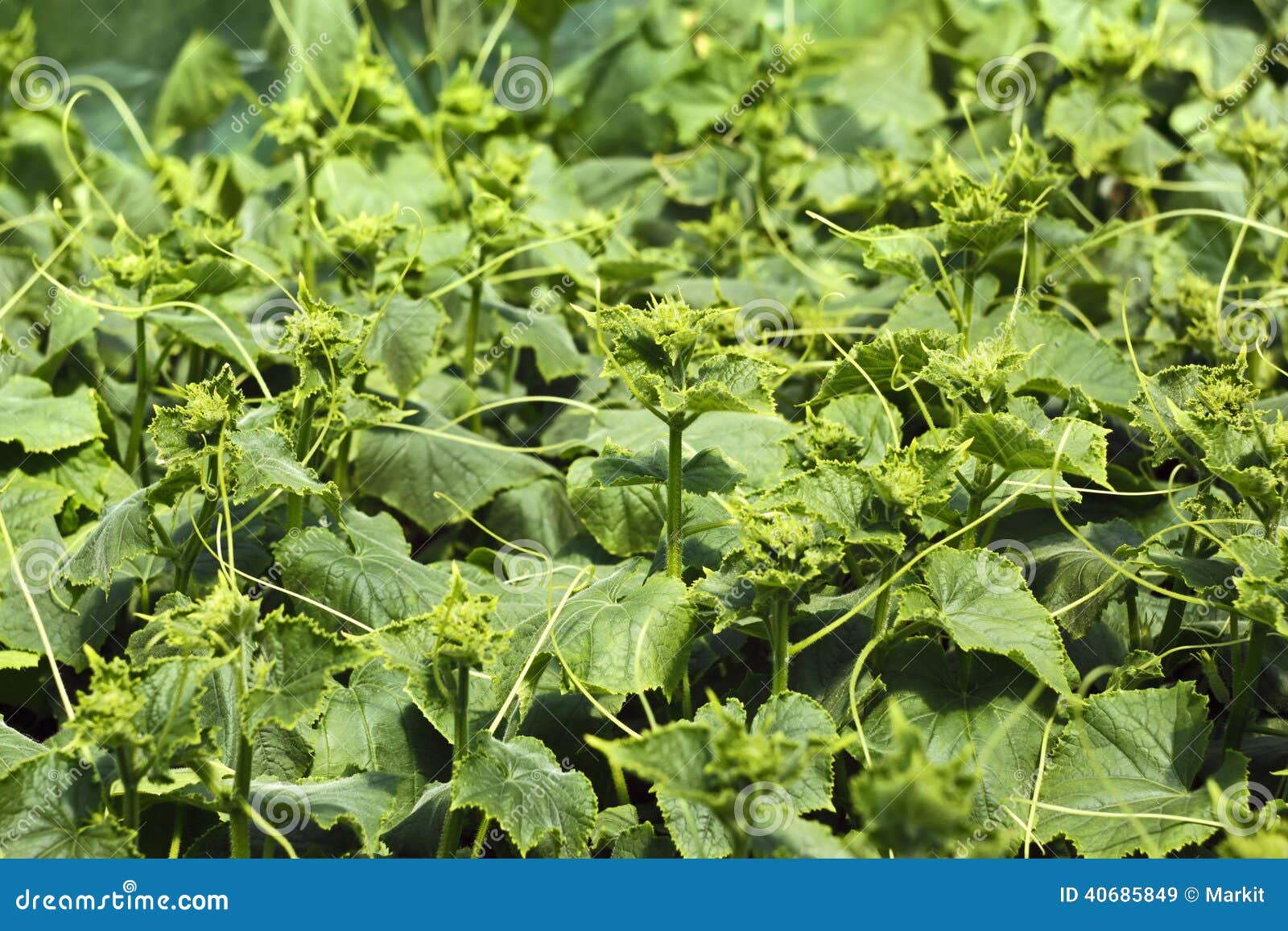 Rapidly Growing Cucumber Seedlings Stock Image - Image of objects ...