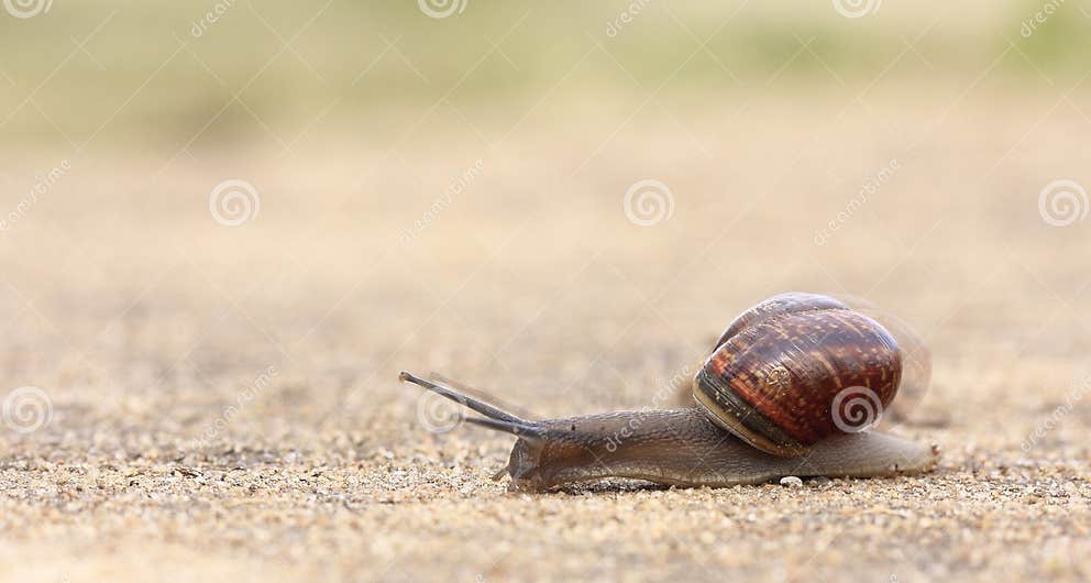 Rapidly moving snail stock image. Image of animal, quick - 24661391