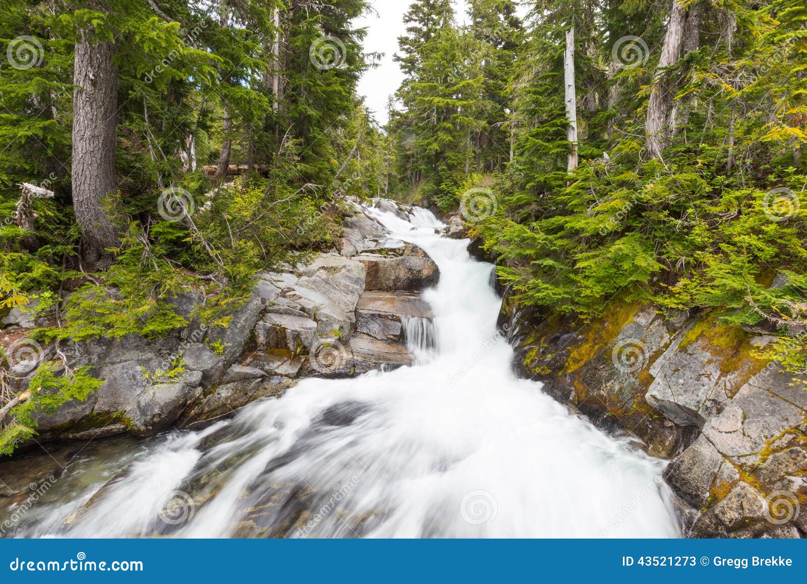 Rapids on the Paradise River, Mt. Rainier Stock Image - Image of ...