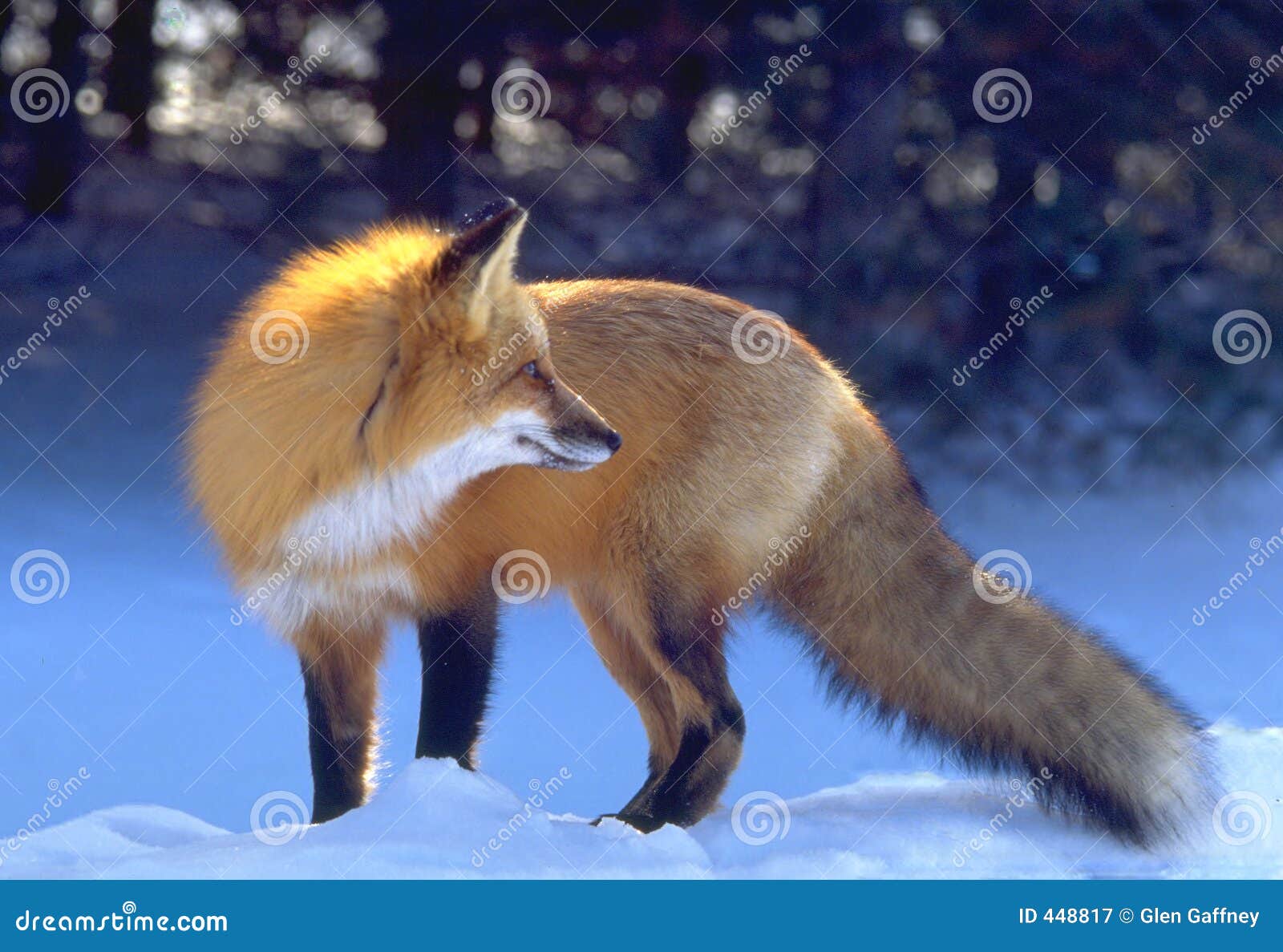 Raposa Vermelha Retroiluminada Imagem de Stock - Imagem de imagem ...