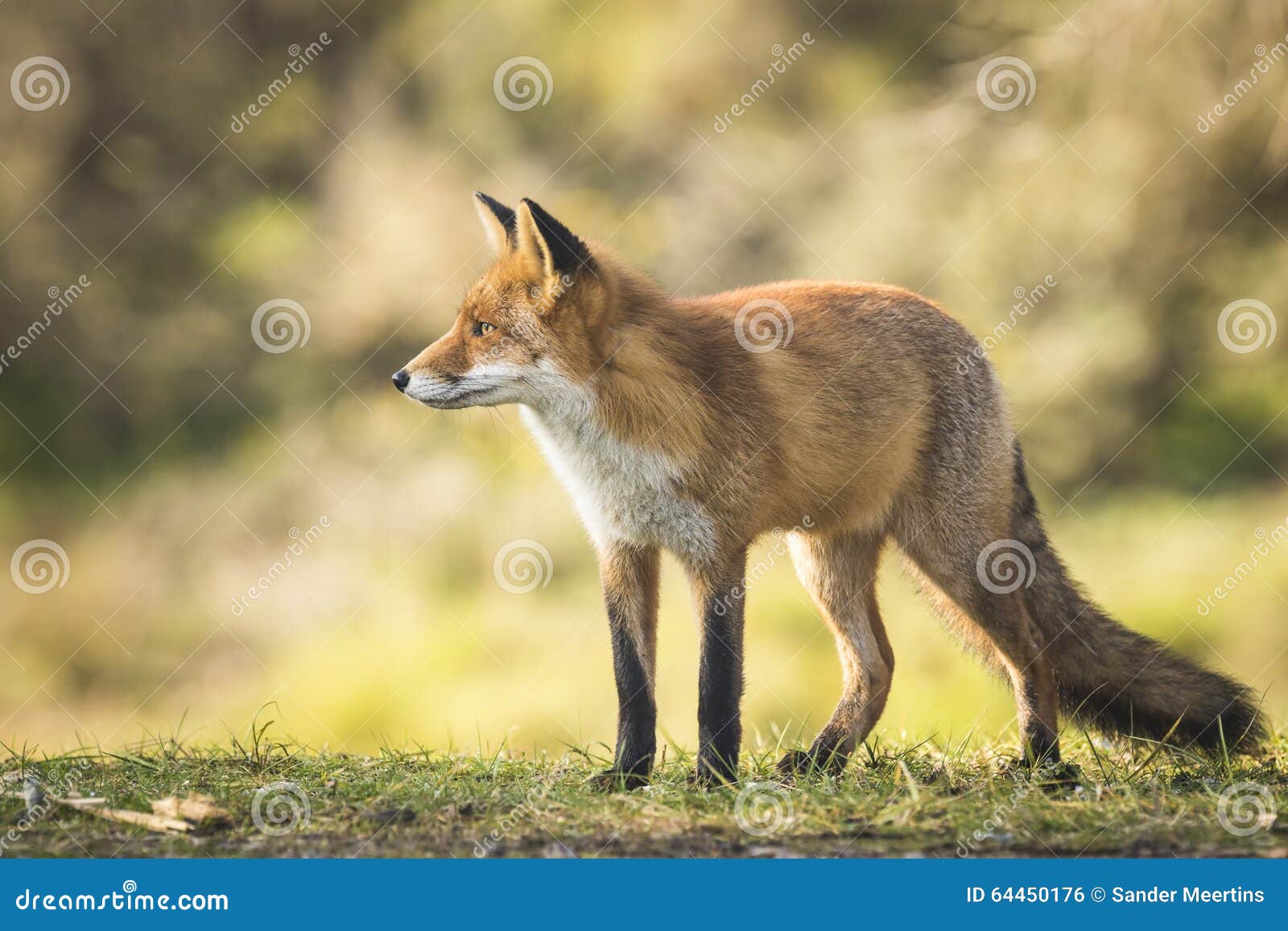 Raposa vermelha selvagem foto de stock. Imagem de alaranjado - 64450176
