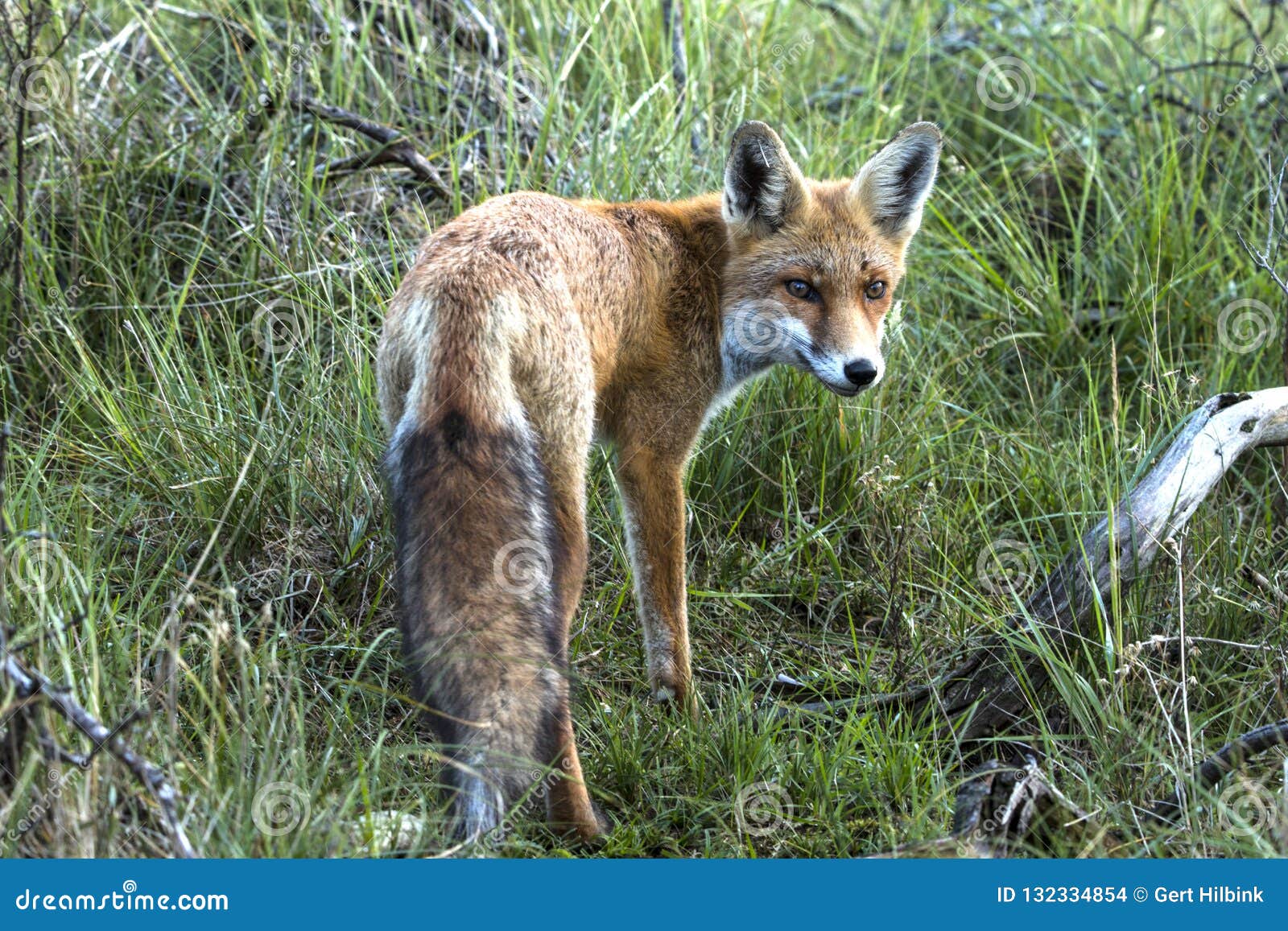Raposa Vermelha, Vulpes Do Vulpes Cauda Da Pele Foto de Stock - Imagem ...