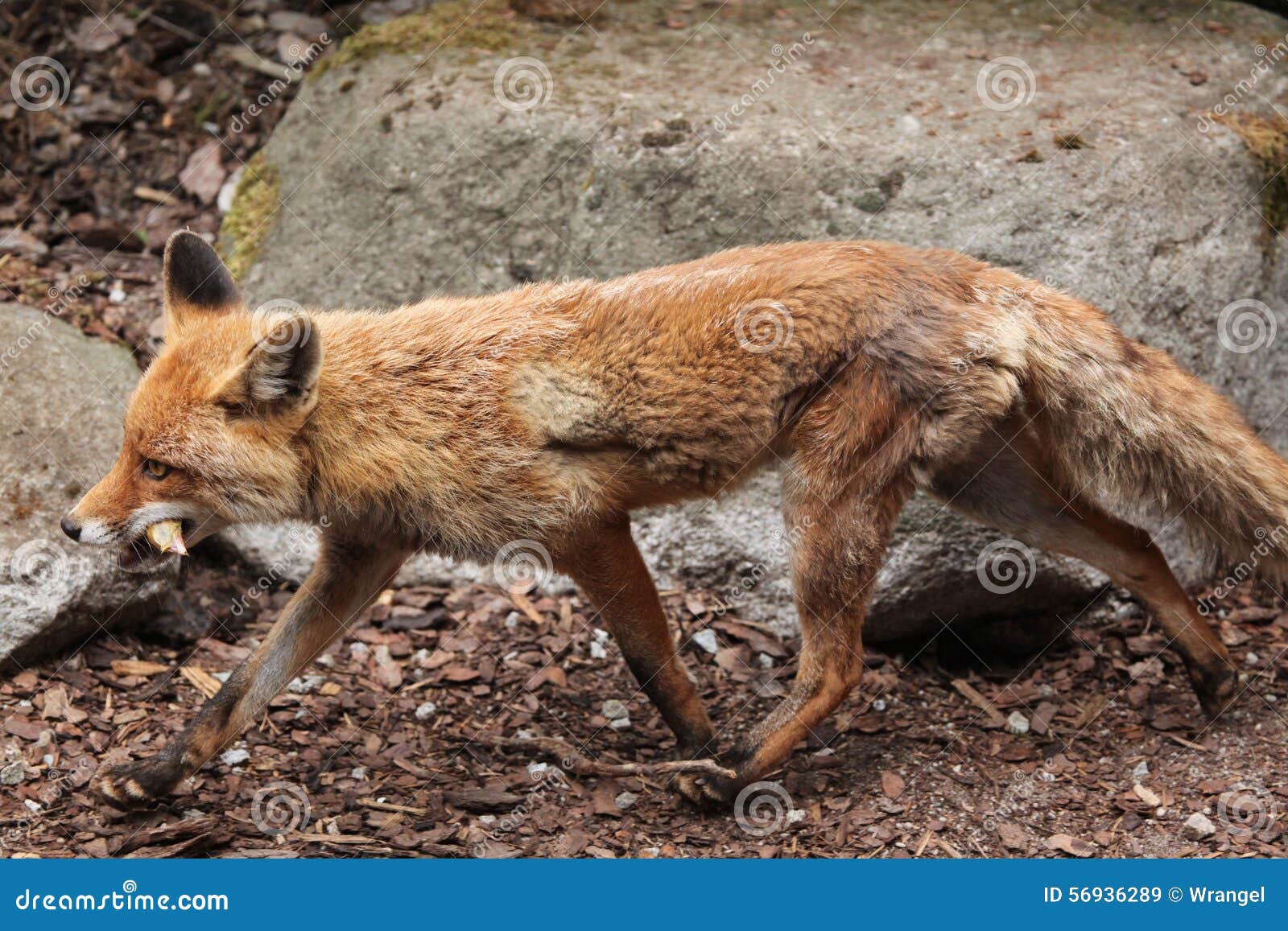 Raposa Vermelha (vulpes Do Vulpes) Imagem de Stock - Imagem de wildlife ...