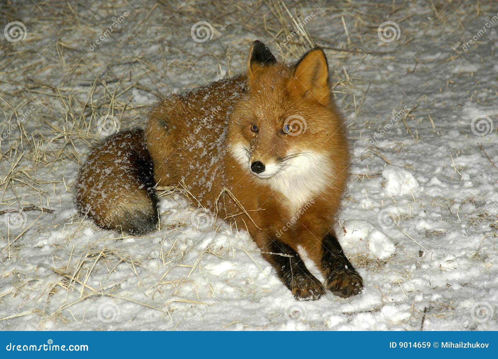 Raposa Vermelha (vulpes Do Vulpes) Imagem de Stock - Imagem de vermelho ...