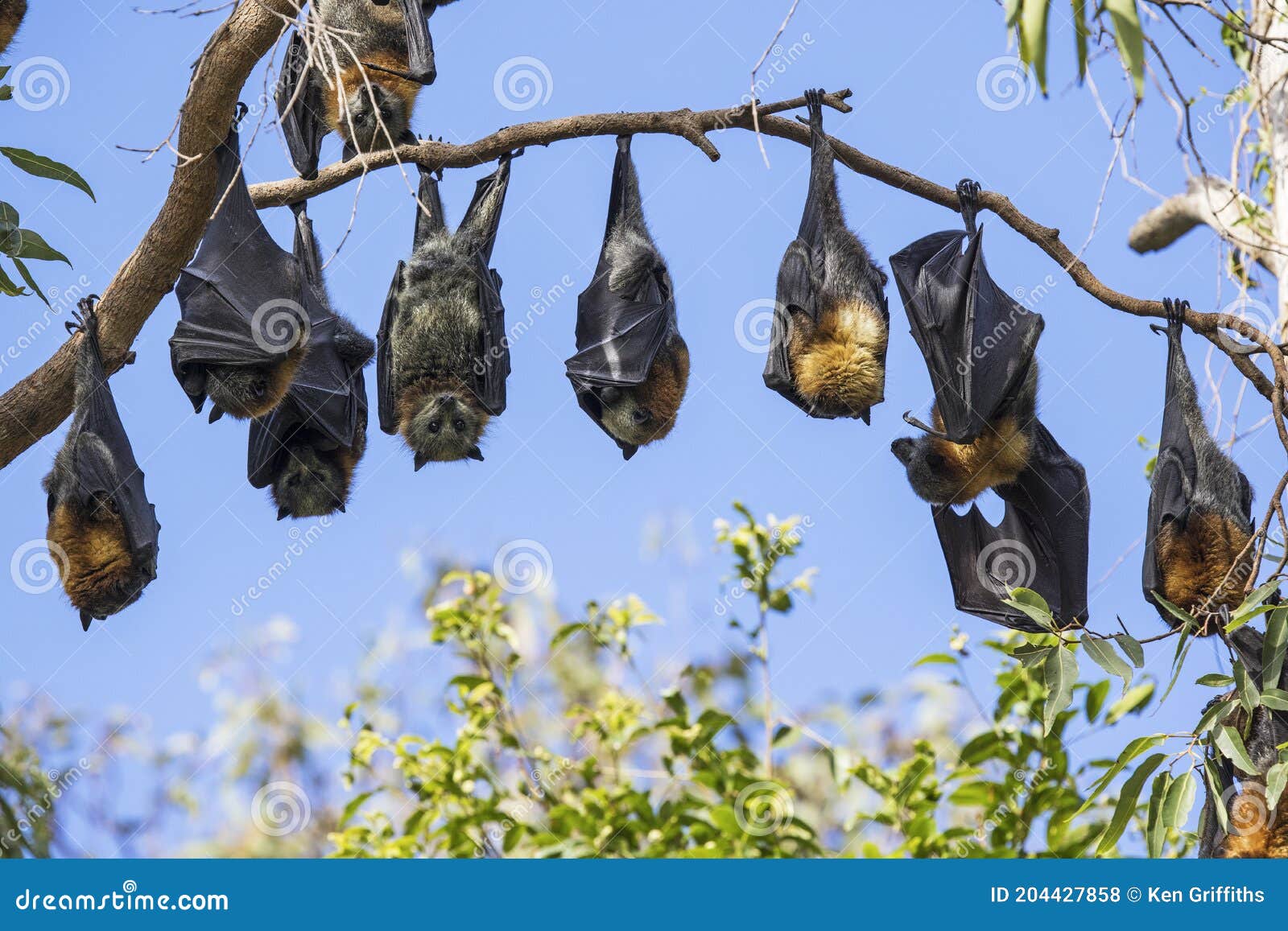 Raposa Voadora De Cabeça Cinzenta Foto de Stock - Imagem de raposa, vôo ...