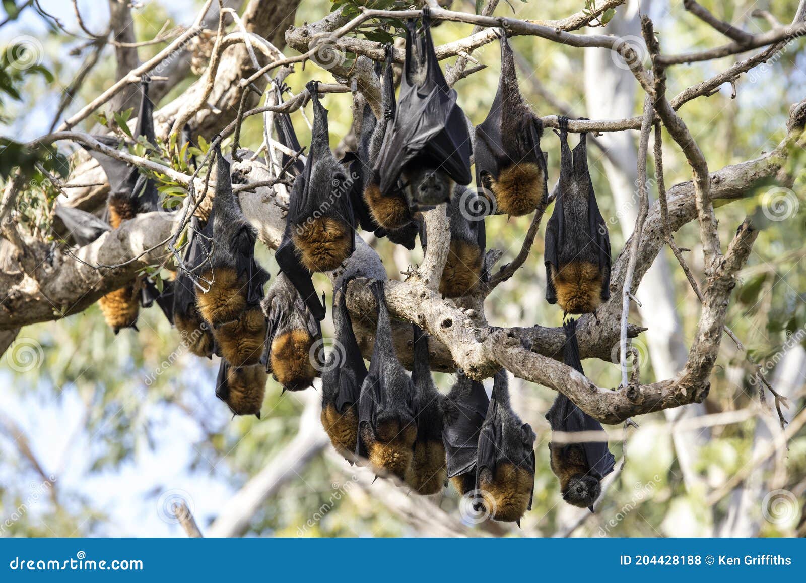 Raposa Voadora De Cabeça Cinzenta Foto de Stock - Imagem de nave, fruta ...