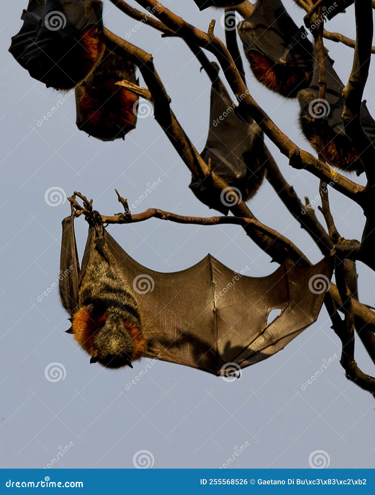 Raposa voadora foto de stock. Imagem de folha, escultura - 255568526