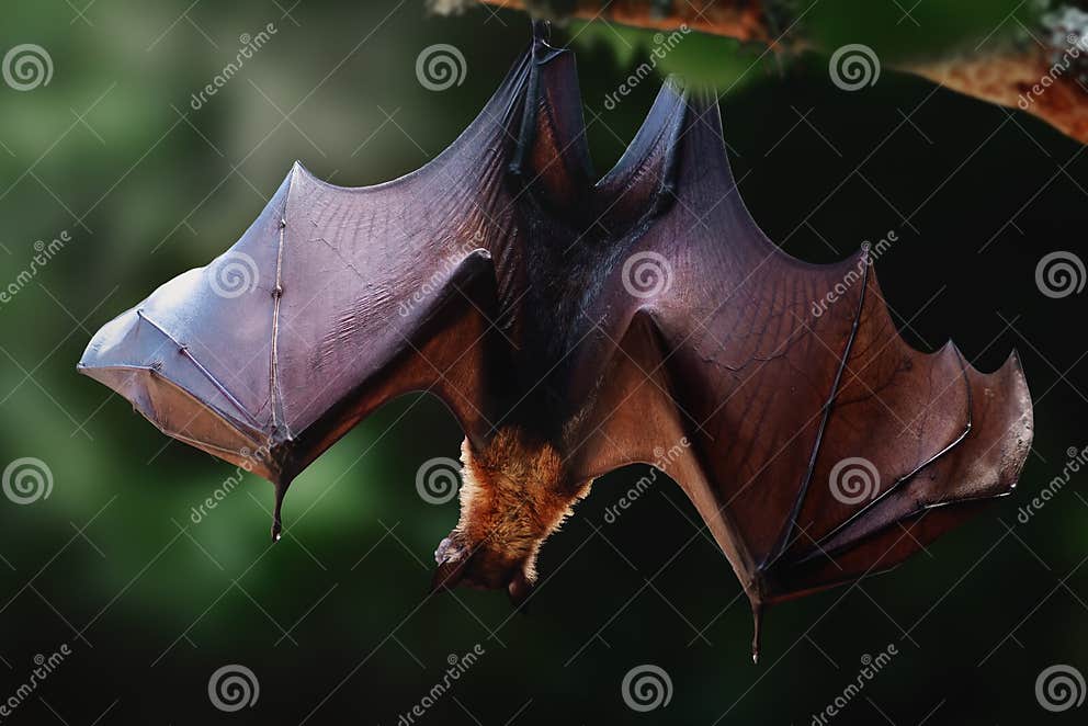 Raposa Voadora Grande Com Asas Abertas Imagem de Stock - Imagem de ...