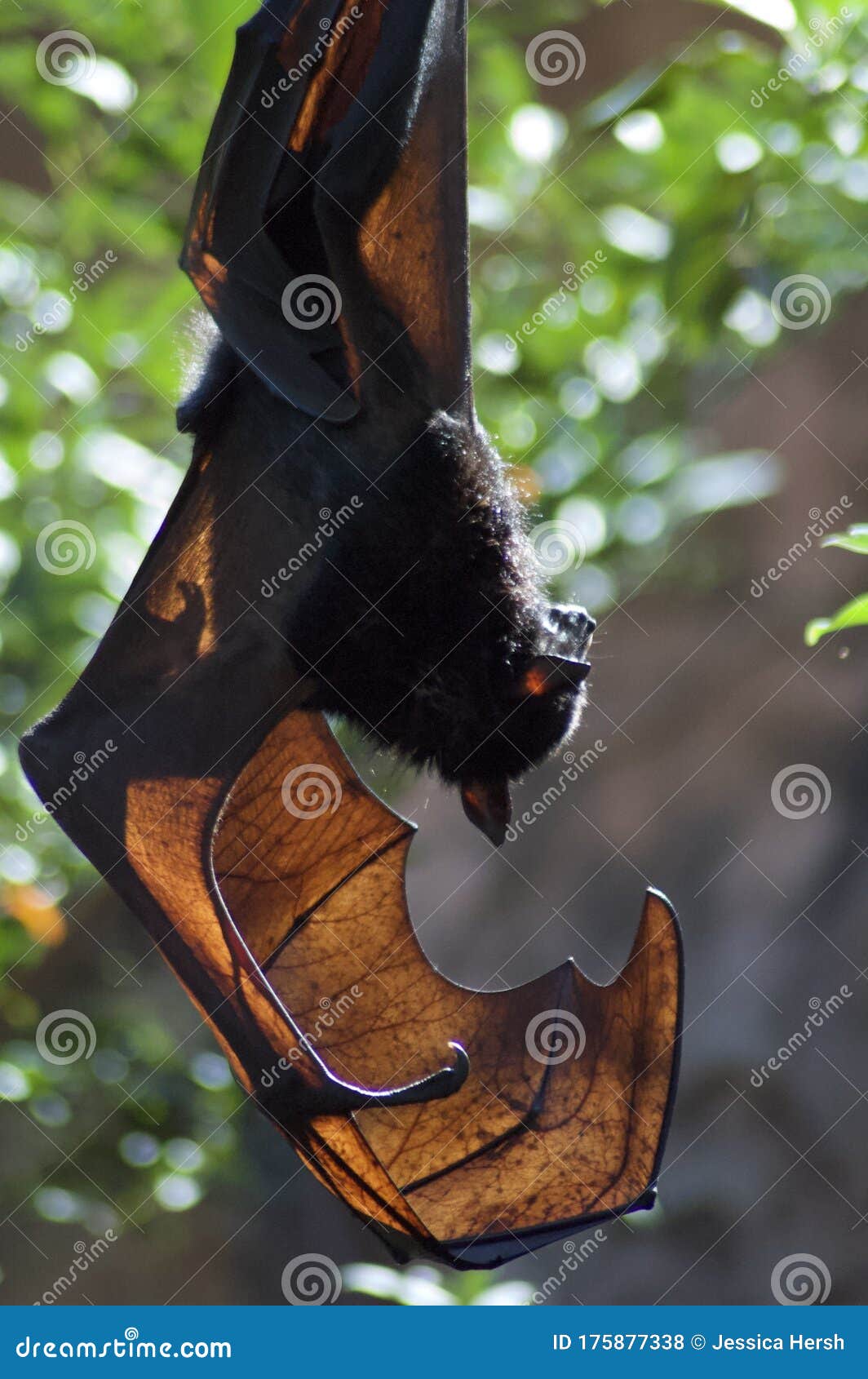 Raposa voadora malaia foto de stock. Imagem de animal - 175877338