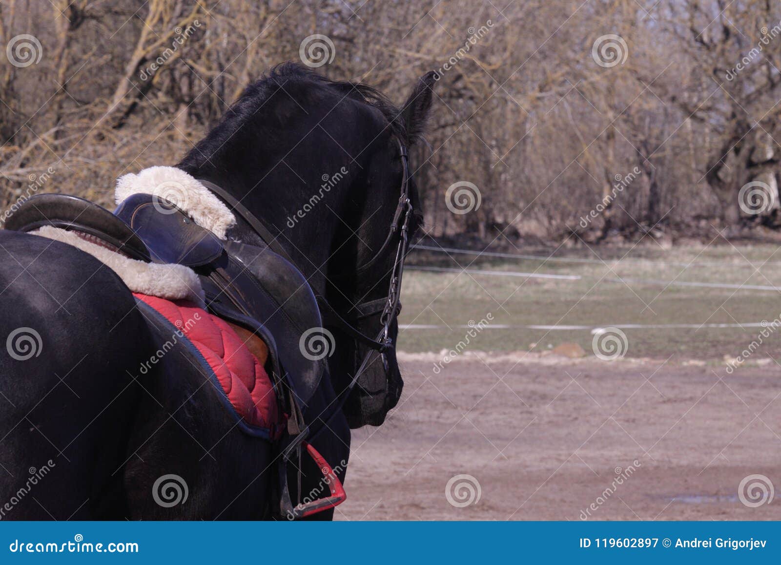 Rappe mit Sattel und Zaum stockbild. Bild von pferd - 119602897