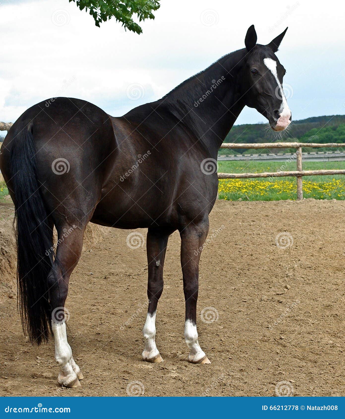 Rappe Mit Weißen Markierungen Stockfoto - Bild von sommer, nave: 66212778