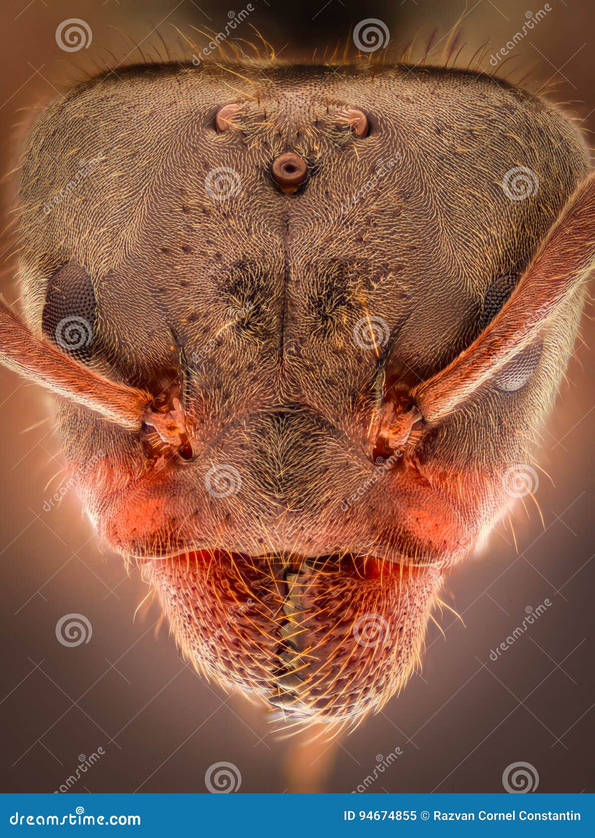 Rapport Optique Extrême - Tête De Fourmi Image stock - Image du poils ...