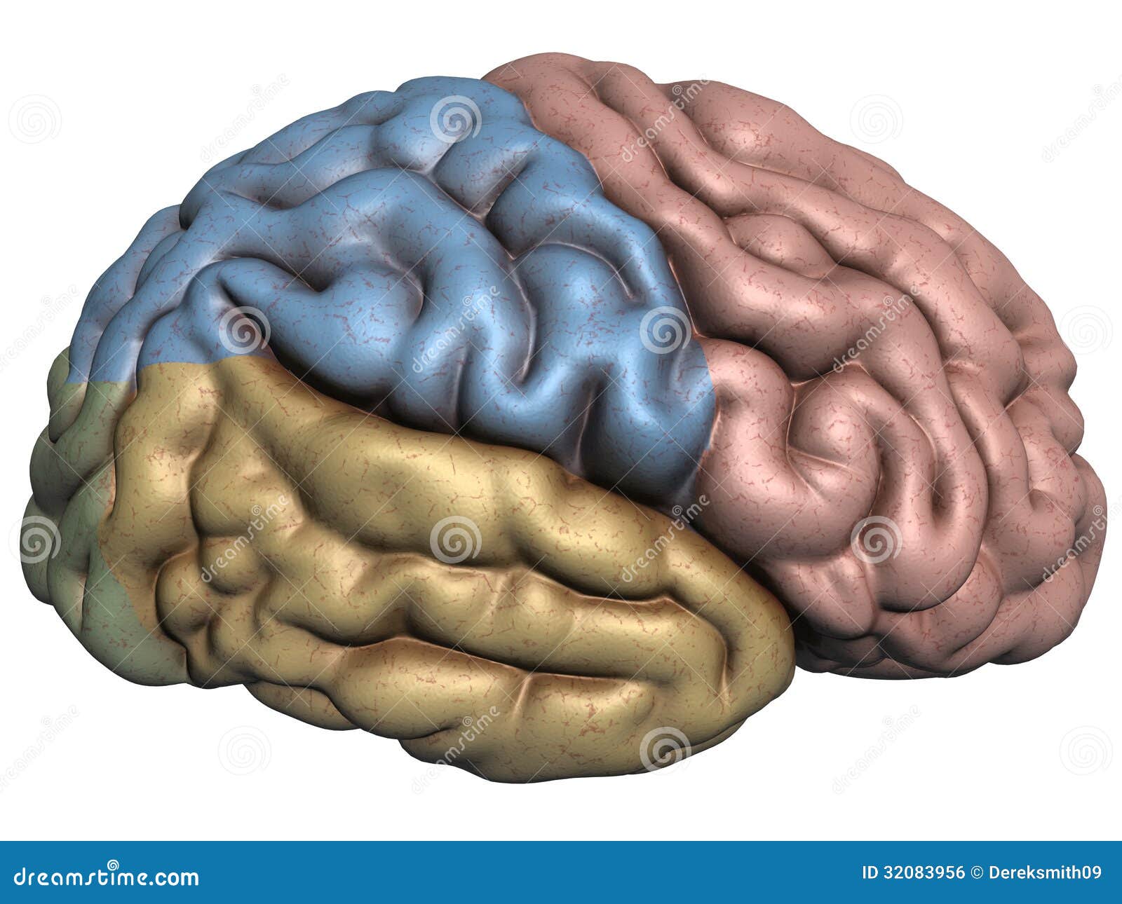 Rappresentazione 3d Del Cervello Umano Illustrazione di Stock ...