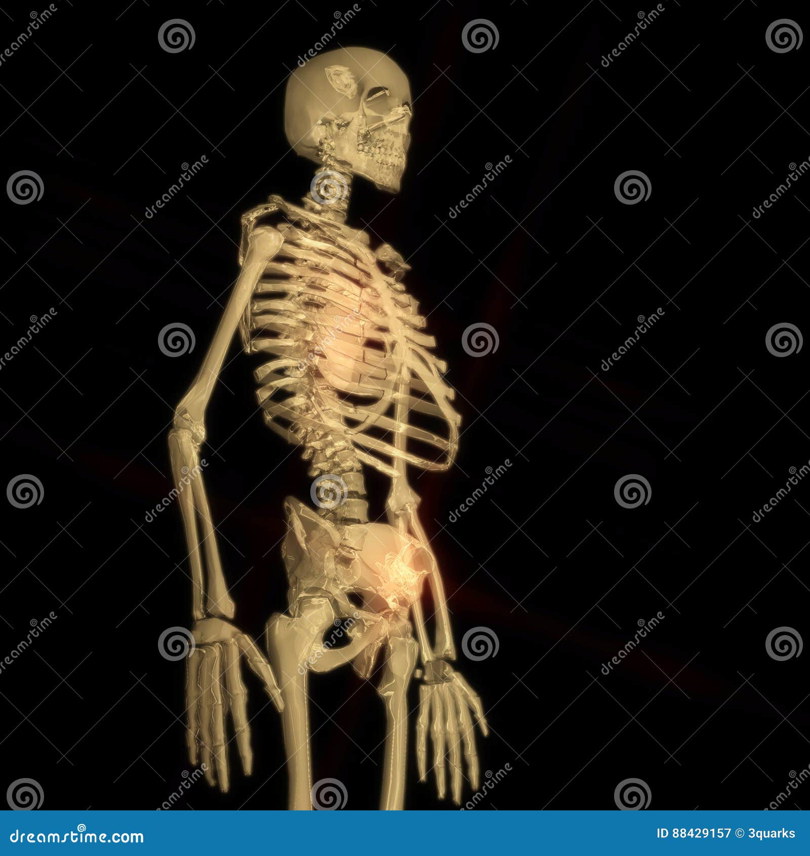 Rappresentazione Di Digital Di Uno Scheletro Umano Illustrazione di ...