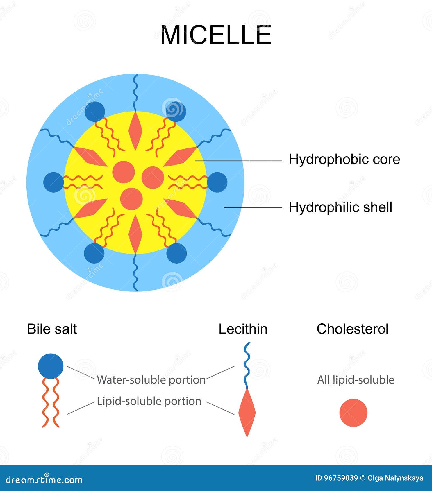 Rappresentazione Schematica Di Una Micella Illustrazione Vettoriale ...