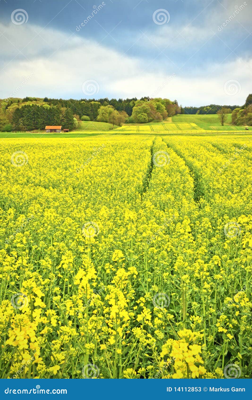 Raps stock image. Image of horizon, flower, lawn, light - 14112853