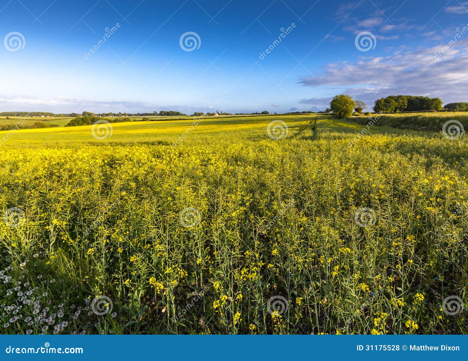 Raps, Canola, Biodiesel-Ernte Stockfoto - Bild von bewirtschaften ...