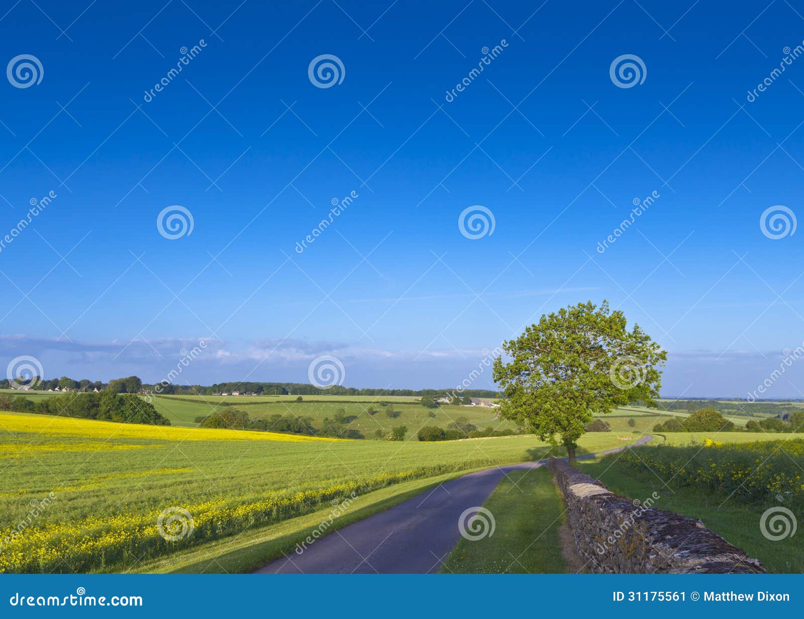 Raps, Canola, Biodiesel-Ernte Stockbild - Bild von bauernhof ...