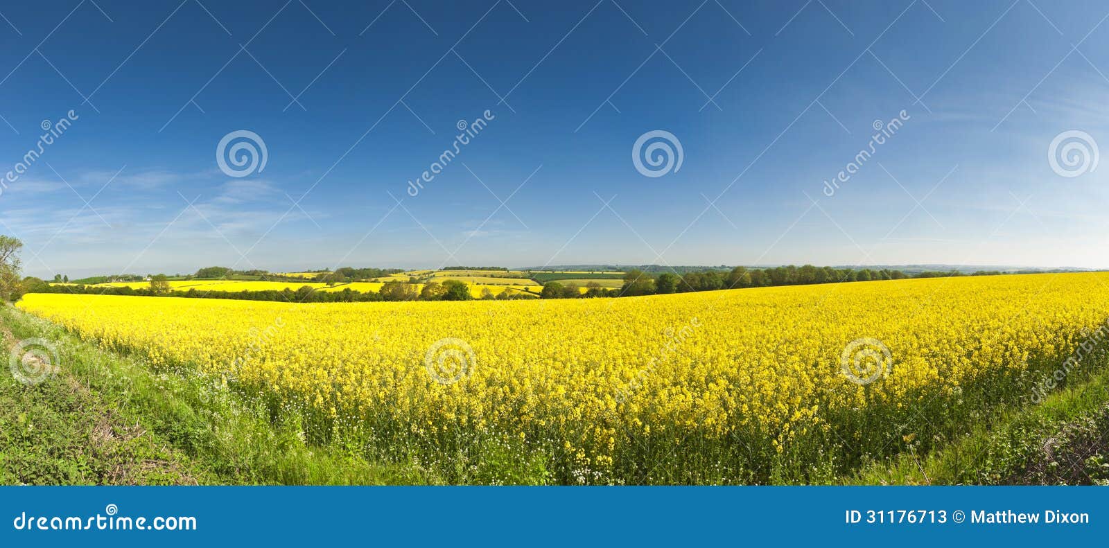 Raps, Canola, Biodiesel-Ernte Stockbild - Bild von land, weide: 31176713