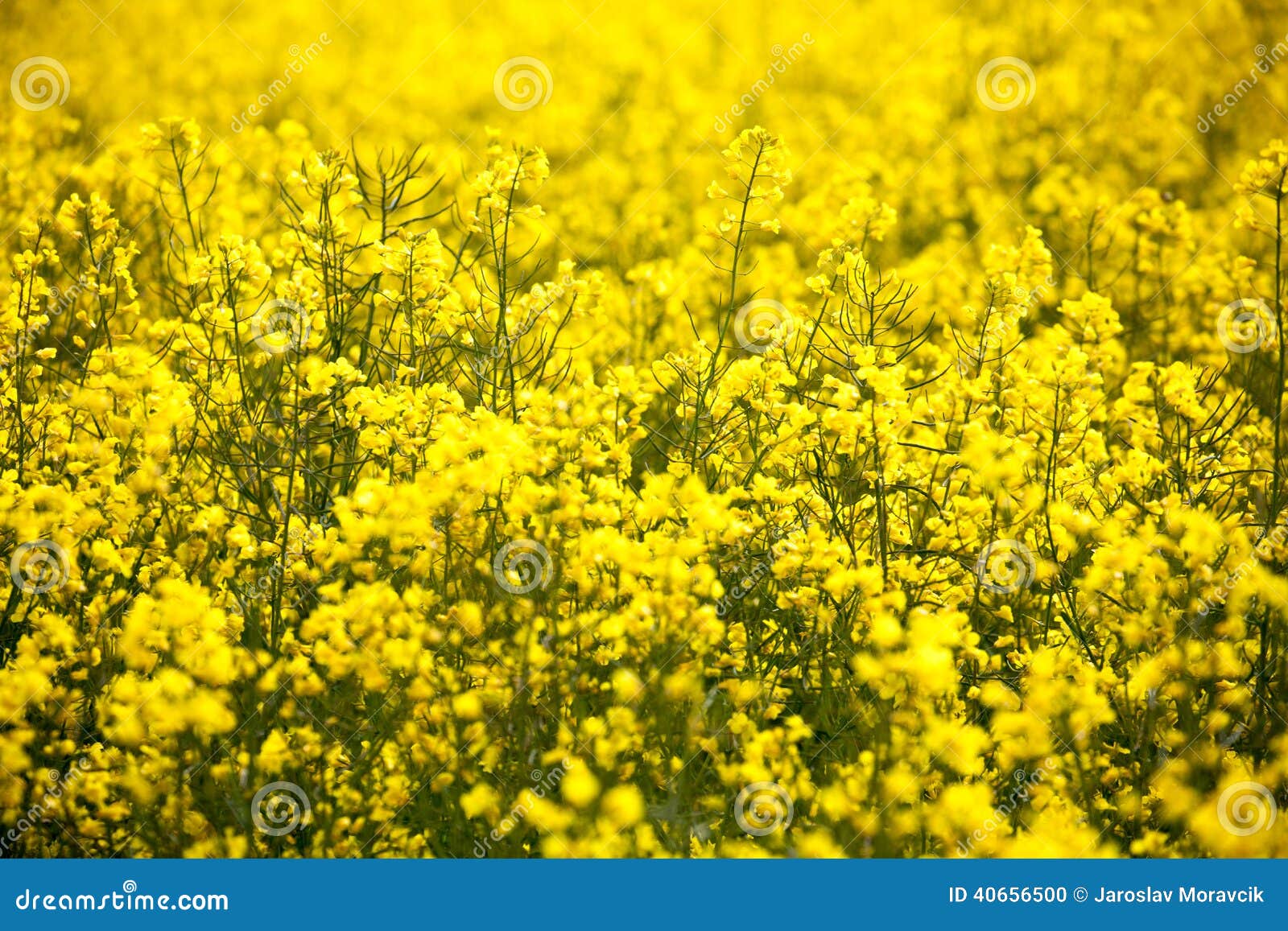 Raps, Canola, Biodiesel-Ernte Stockfoto - Bild von rapssamen, land ...