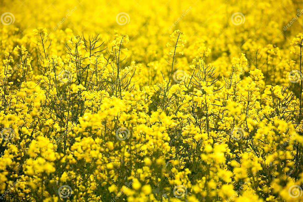 Raps, Canola, Biodiesel-Ernte Stockfoto - Bild von rapssamen, land ...