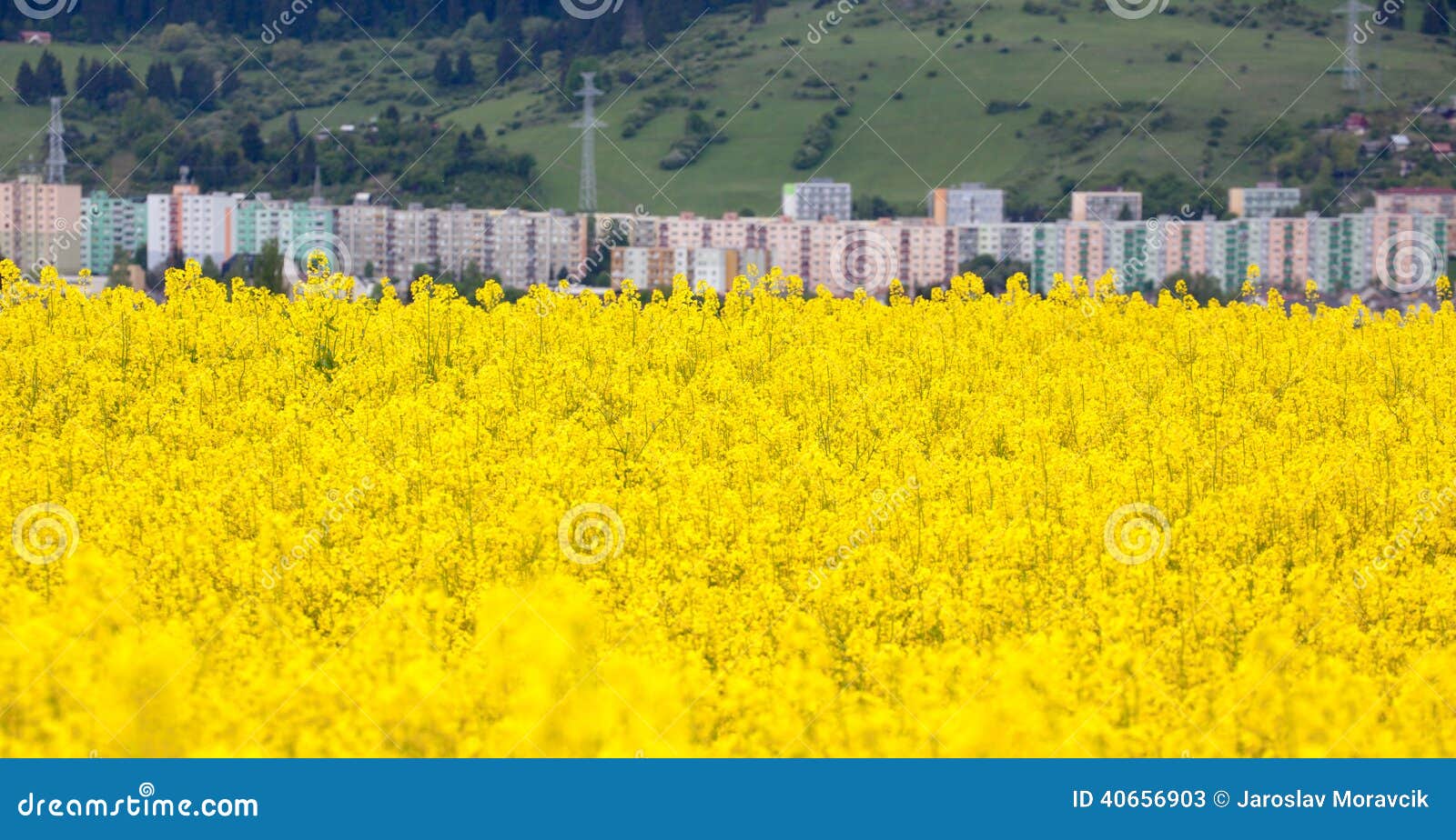 Raps, Canola, Biodiesel-Ernte Stockbild - Bild von ölsaaten, nave: 40656903