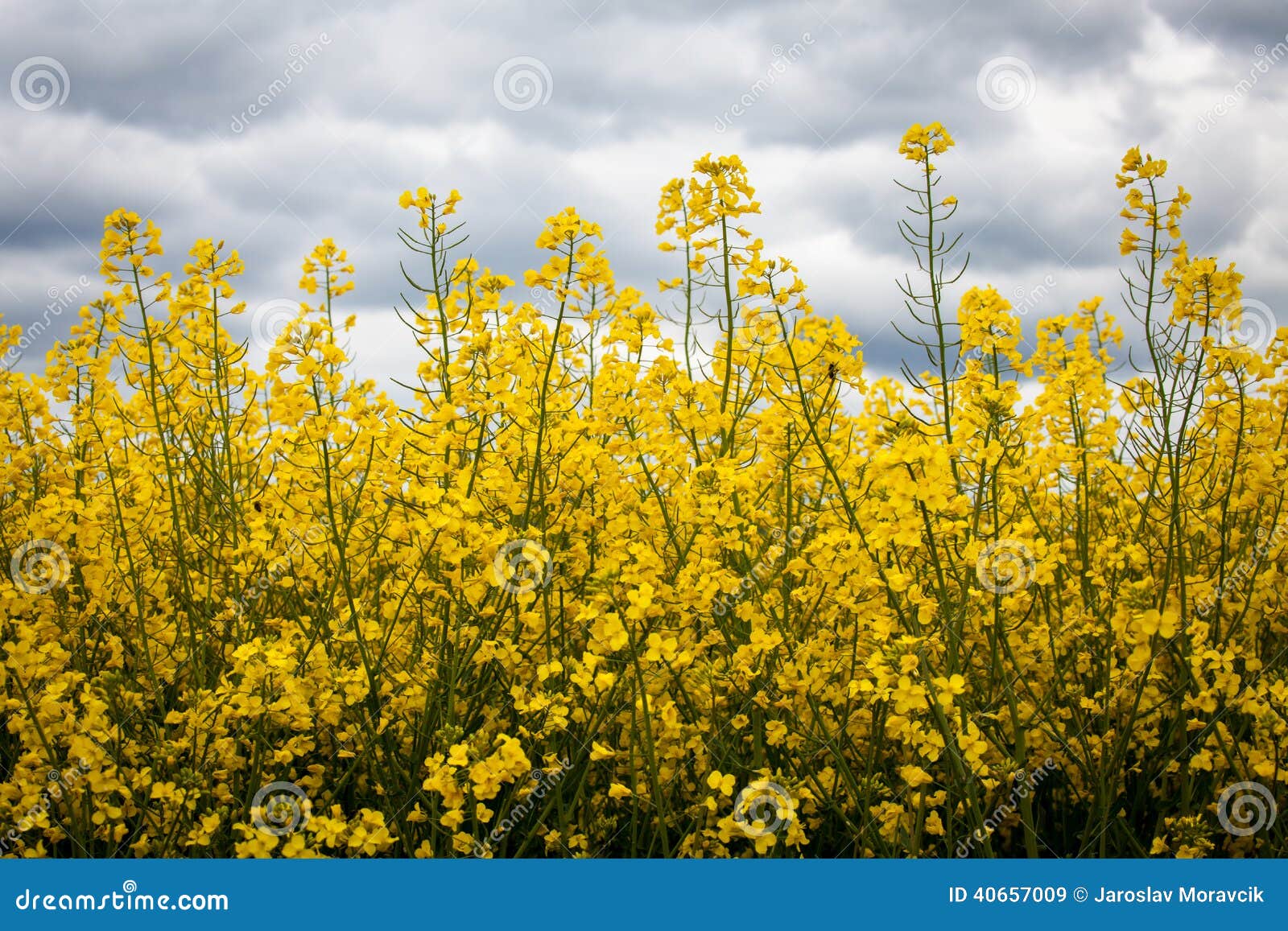 Raps, Canola, Biodiesel-Ernte Stockbild - Bild von feld, slowakei: 40657009