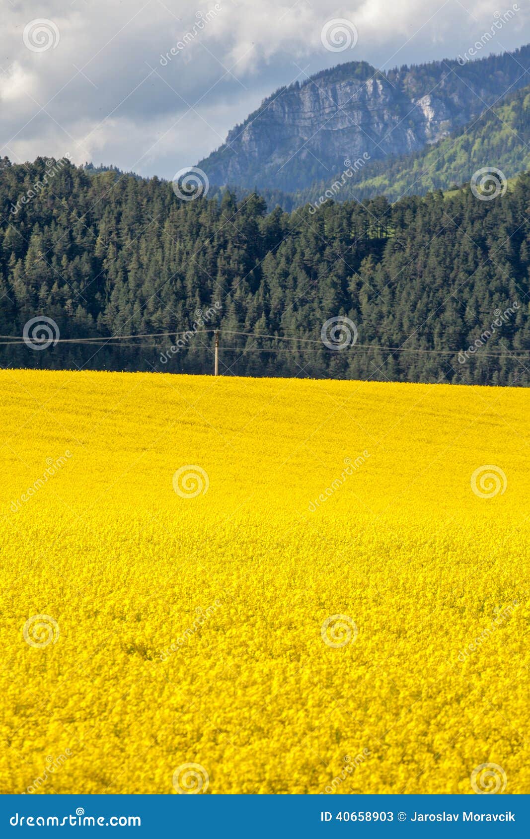 Raps, Canola, Biodiesel-Ernte Stockbild - Bild von land, landschaft ...