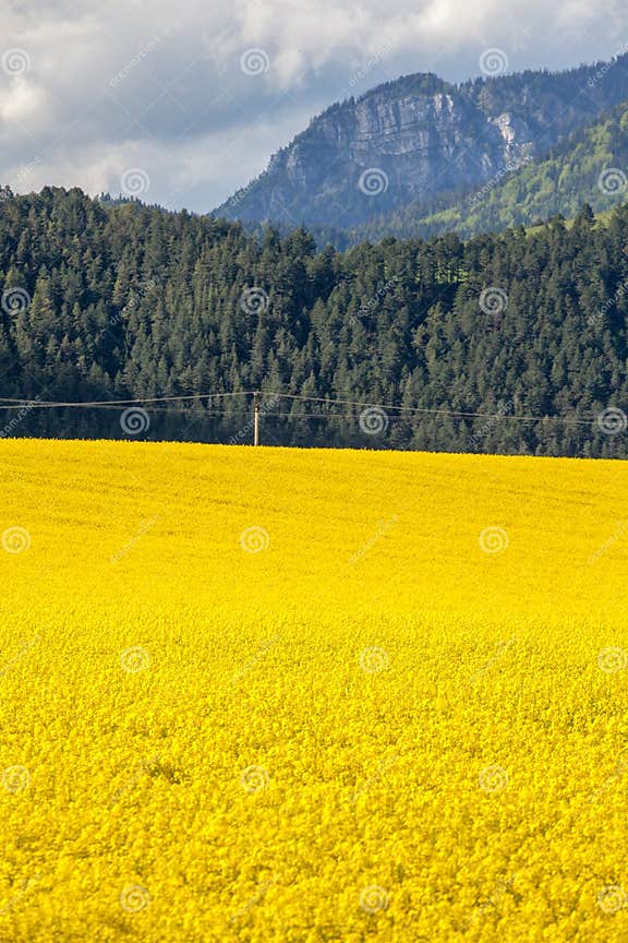 Raps, Canola, Biodiesel-Ernte Stockbild - Bild von land, landschaft ...