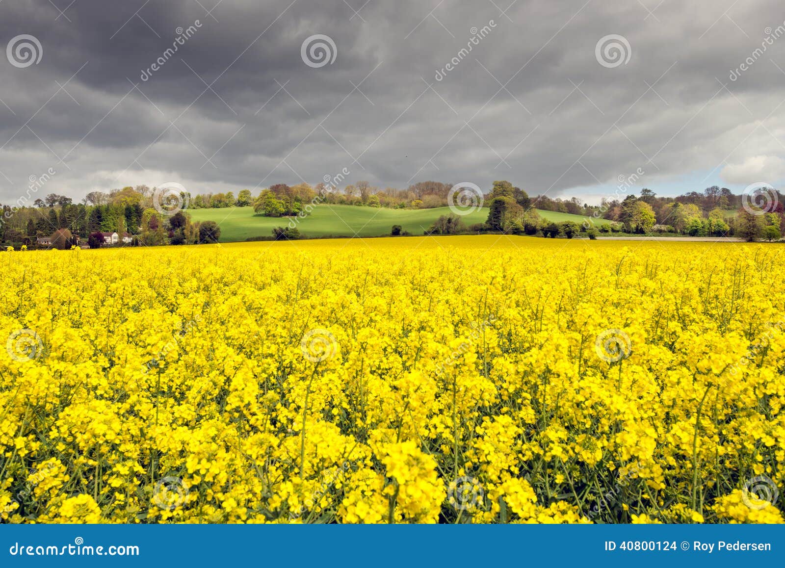 Raps, Canola, Biodiesel-Ernte Stockfoto - Bild von bewölkt, abhang ...