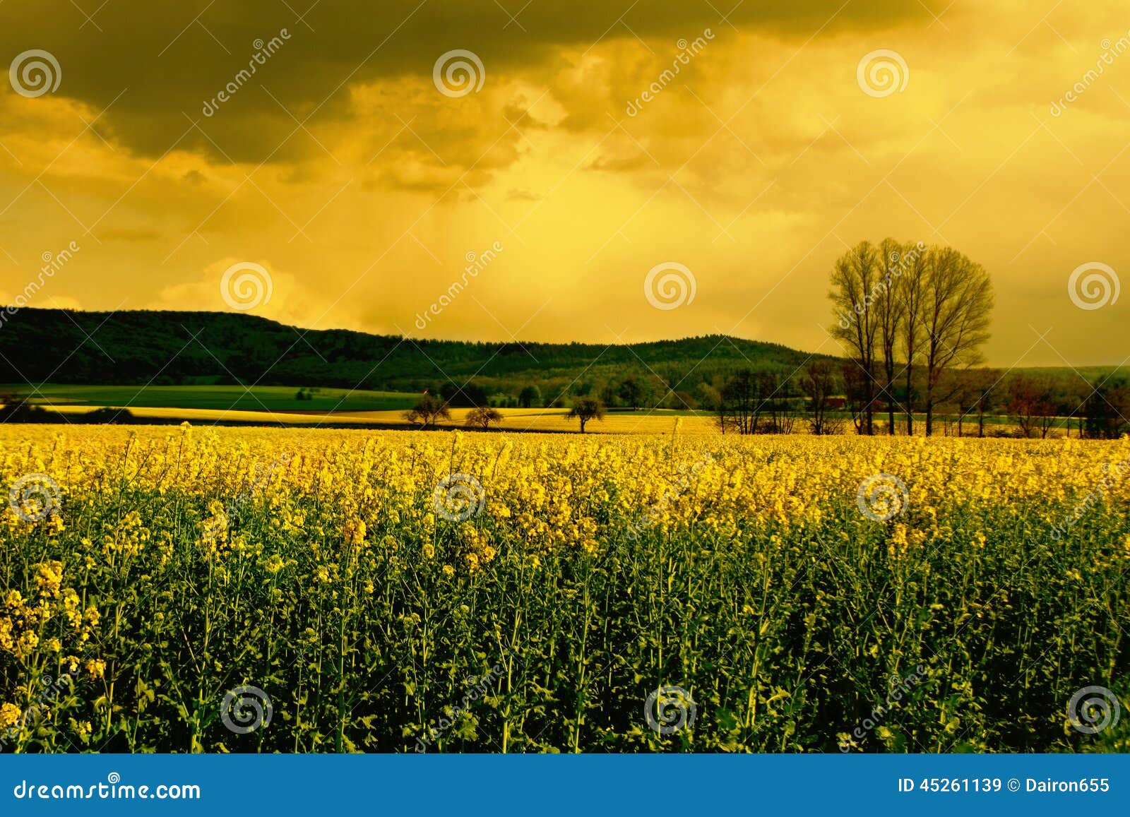 Raps, Canola, Biodiesel-Ernte Stockbild - Bild von gelb ...
