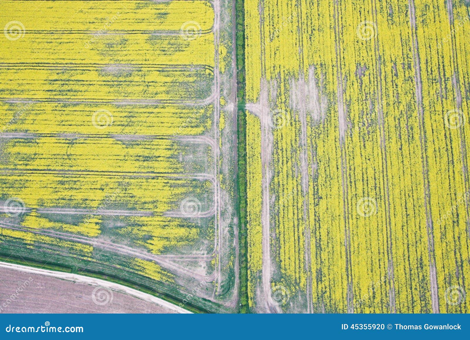Raps, Canola, Biodiesel-Ernte Stockfoto - Bild von nahrung, über: 45355920