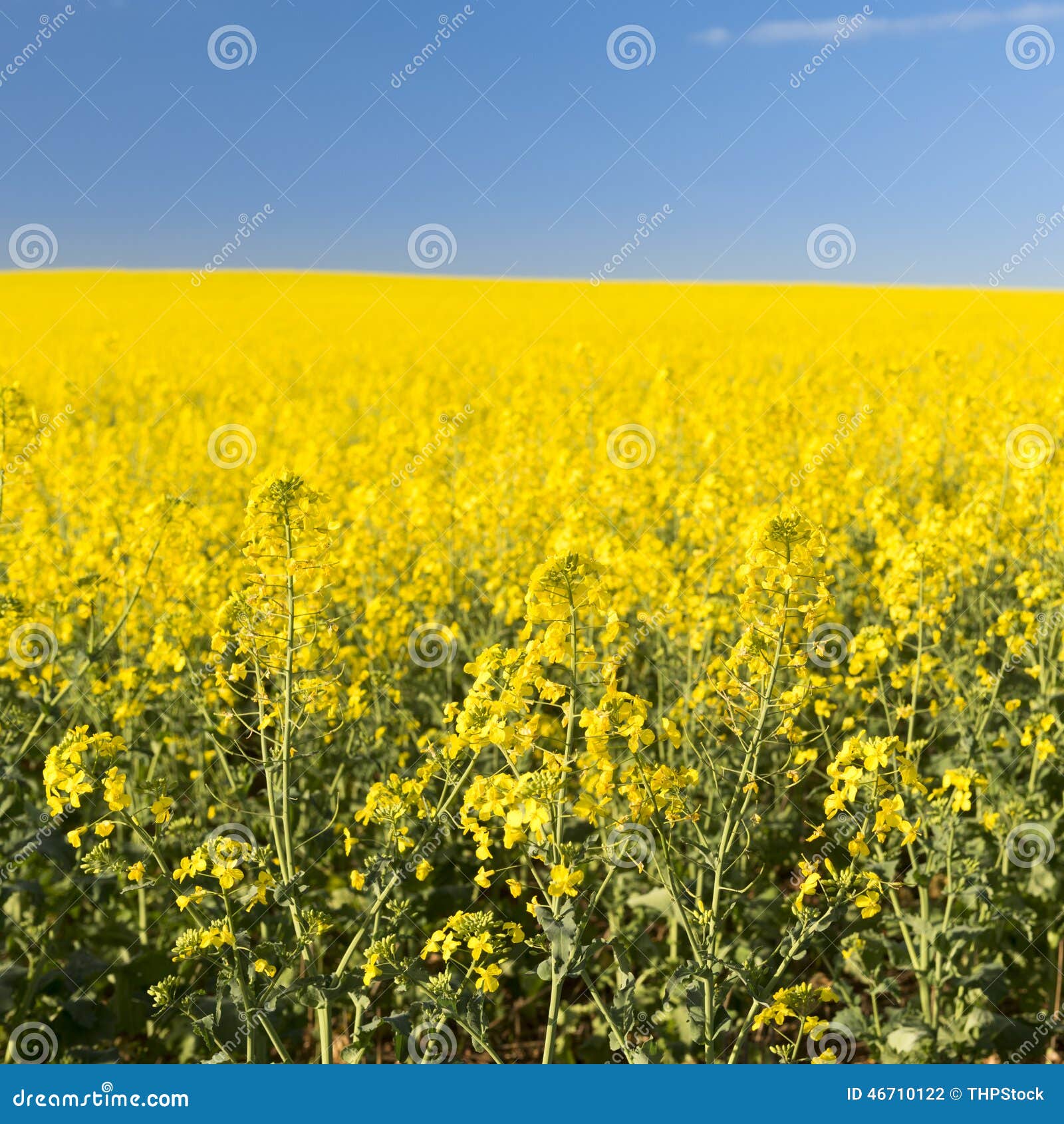 Raps, Canola, Biodiesel-Ernte Stockfoto - Bild von nave, kultiviert ...
