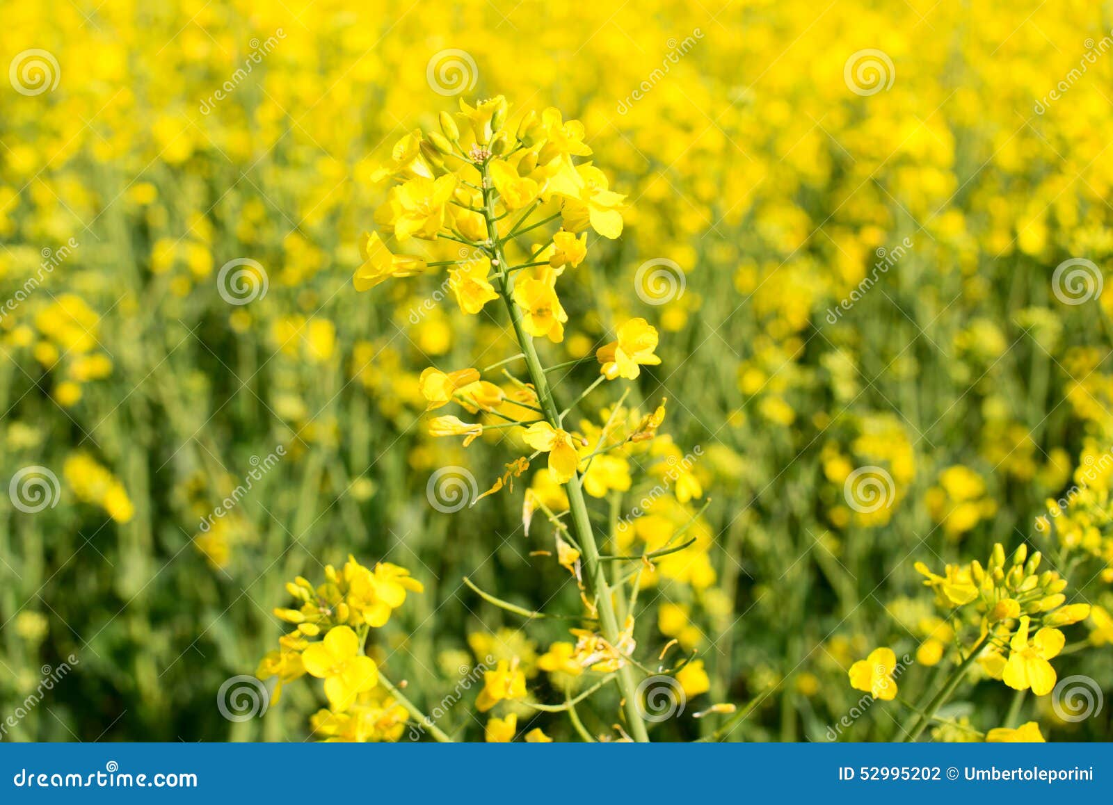 Raps, Canola, Biodiesel-Ernte Stockfoto - Bild von gelb, feld: 52995202