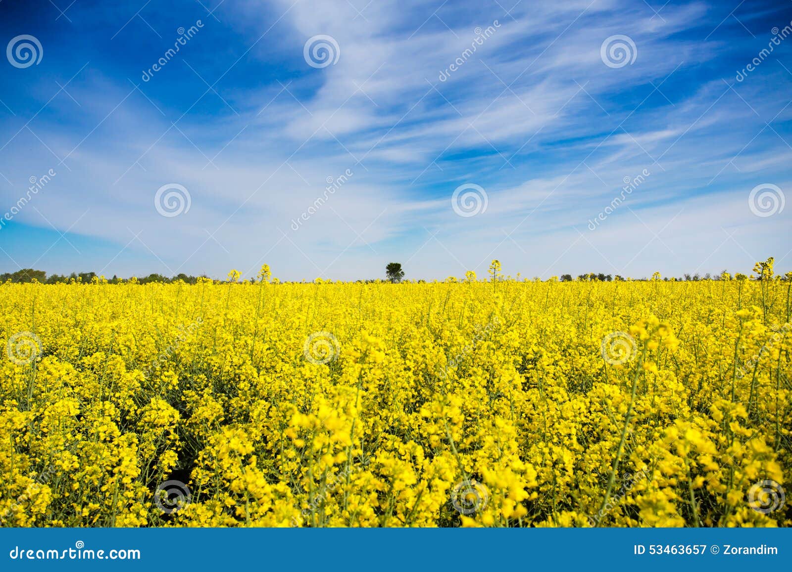 Raps, Canola, Biodiesel-Ernte Stockbild - Bild von hintergrund, reise ...