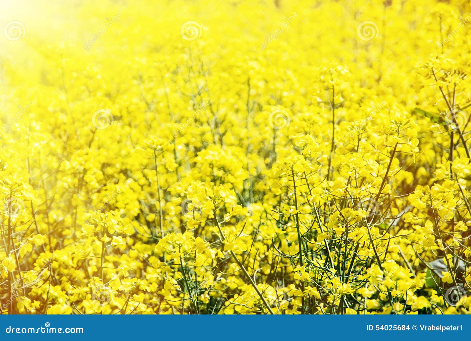 Raps, Canola, Biodiesel-Ernte Stockfoto - Bild von beleuchtung, hell ...