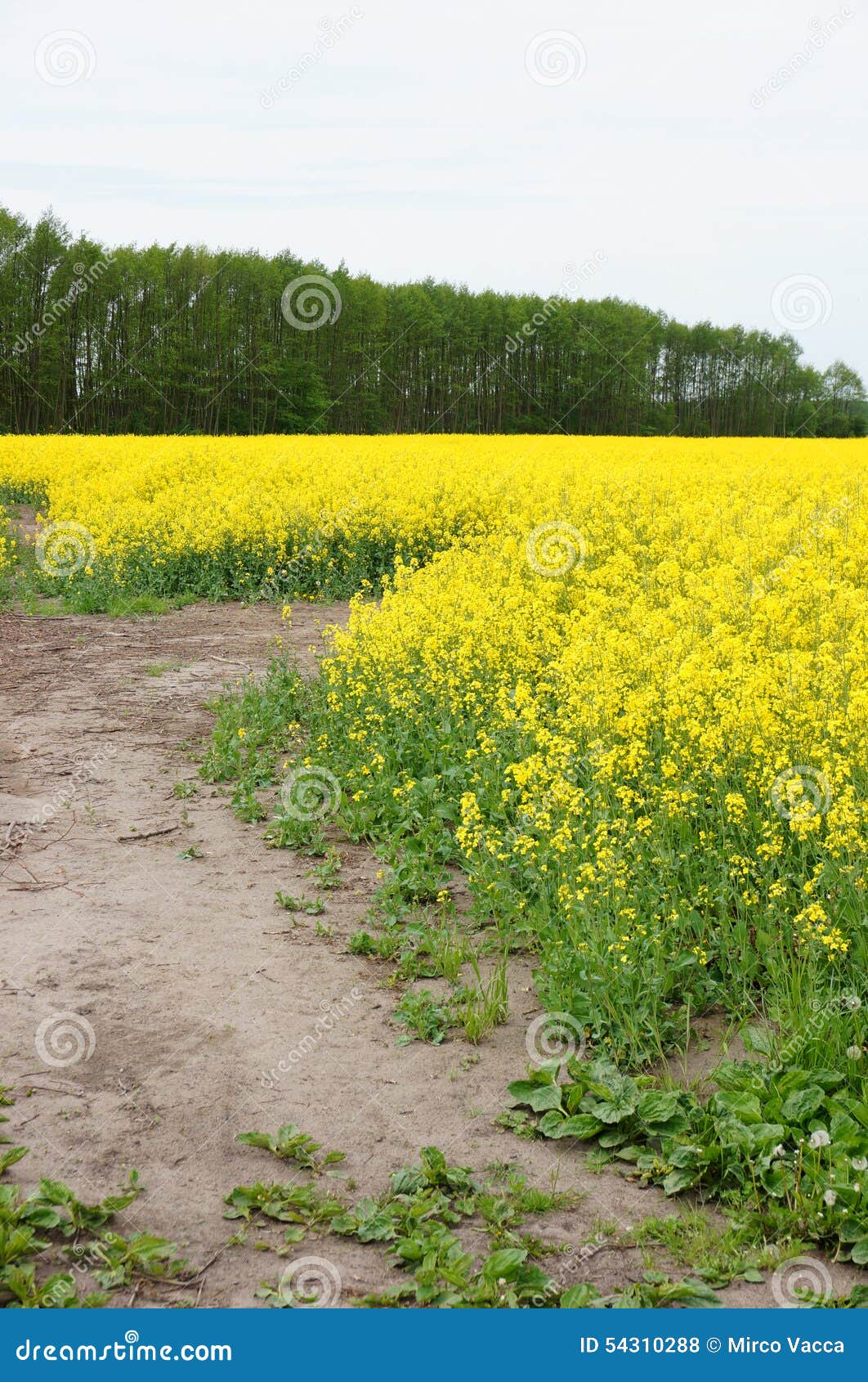 Raps, Canola, Biodiesel-Ernte Stockfoto - Bild von rapssamen, frech ...