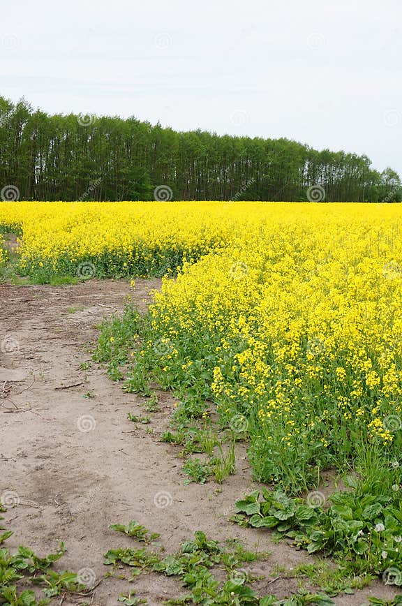 Raps, Canola, Biodiesel-Ernte Stockfoto - Bild von rapssamen, frech ...