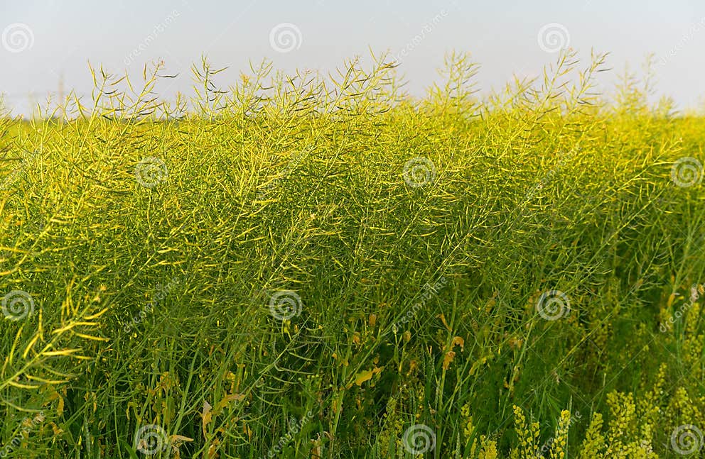 Raps, Canola, Biodiesel-Ernte Stockfoto - Bild von landwirtschaft ...