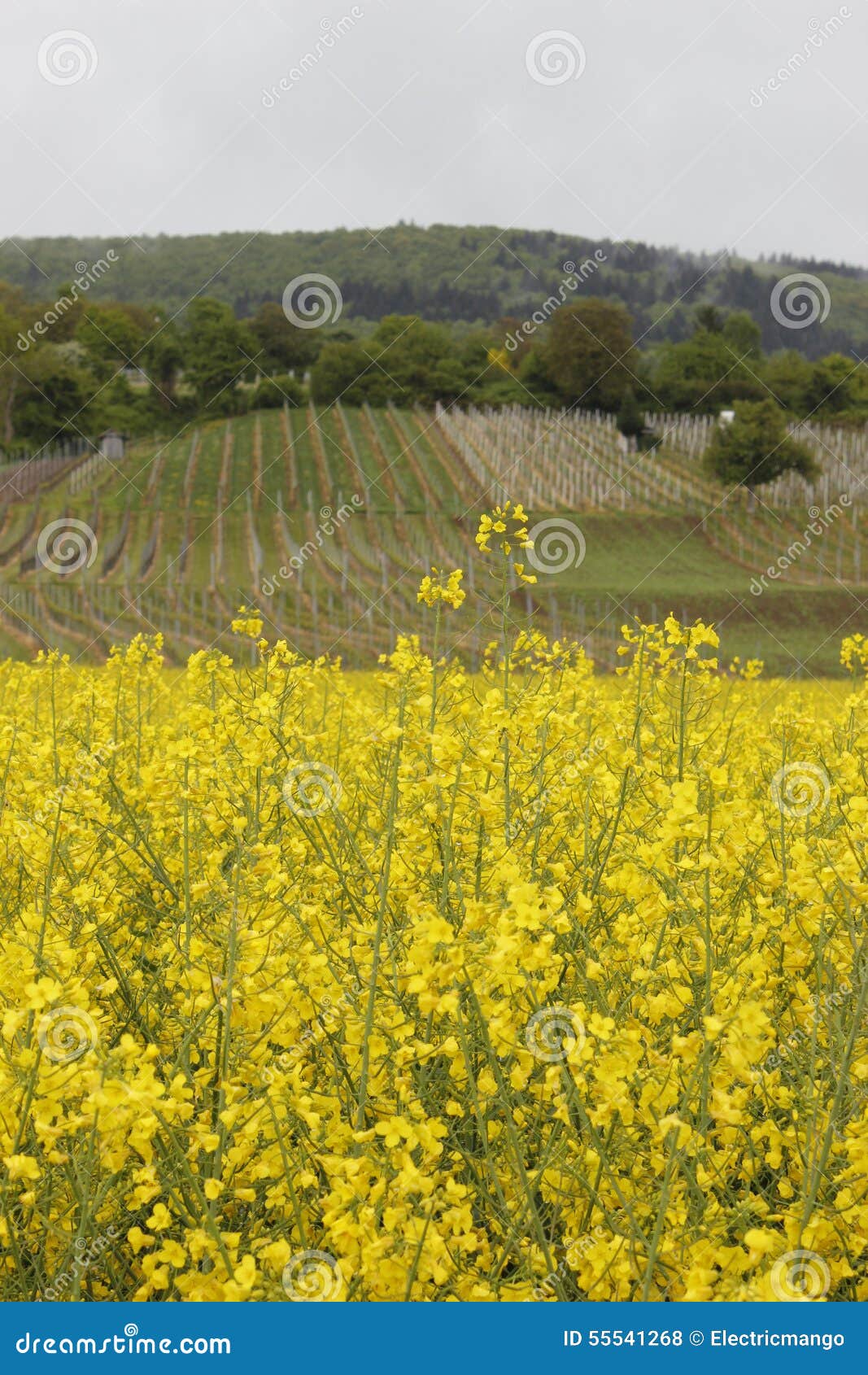 Raps, Canola, Biodiesel-Ernte Stockfoto - Bild von betrieb, landwirt ...