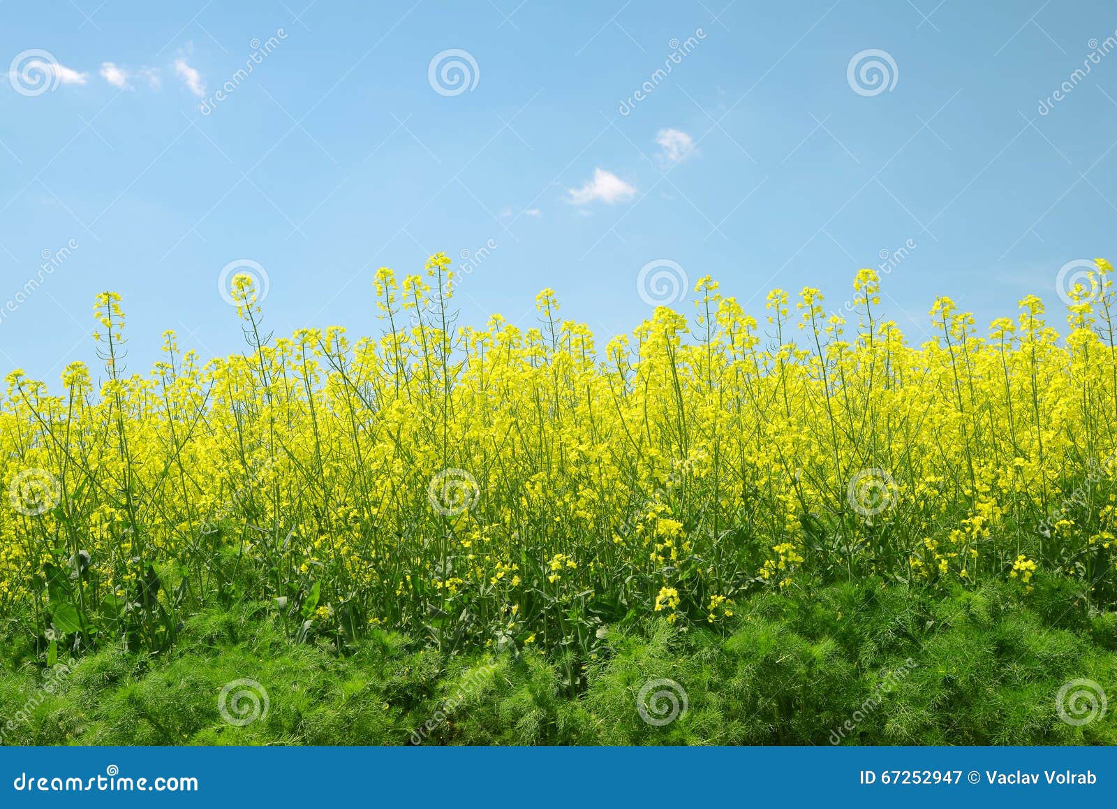 Raps, Canola, Biodiesel-Ernte Stockbild - Bild von ölsaaten, schmieröl ...