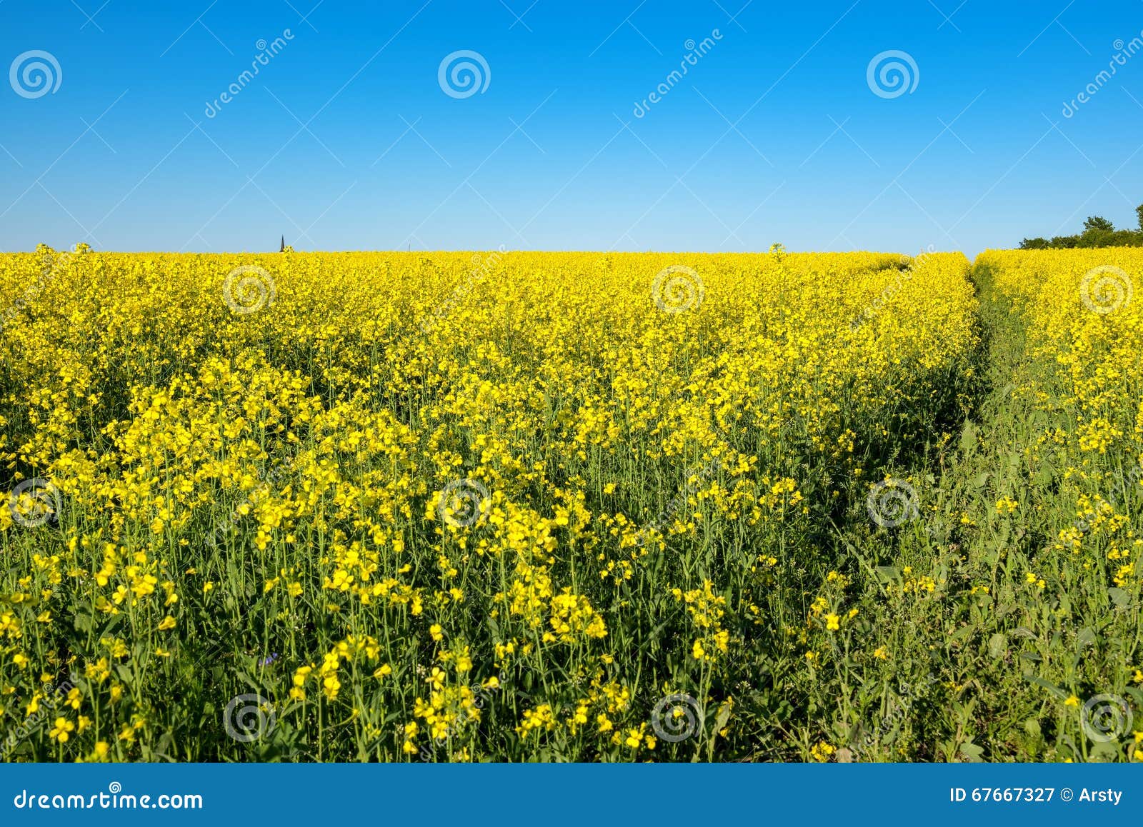 Raps, Canola, Biodiesel-Ernte Stockbild - Bild von pfad, kirche: 67667327