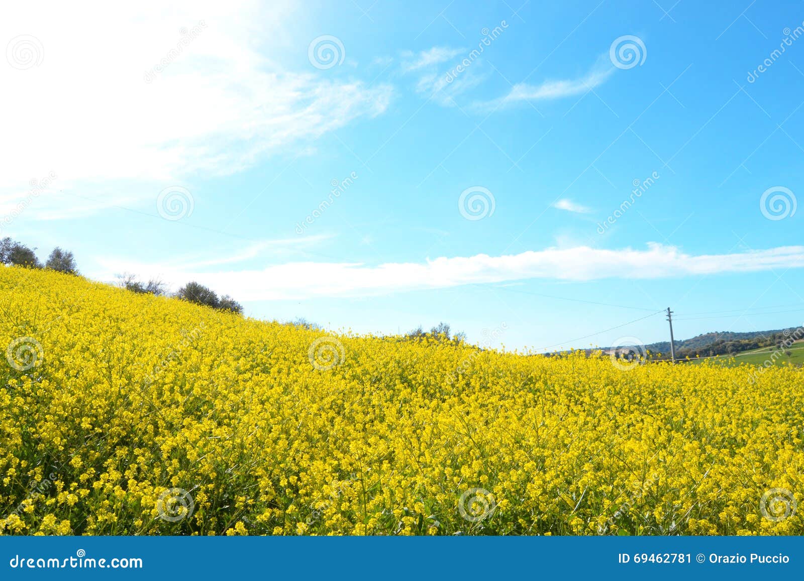 Raps, Canola, Biodiesel-Ernte Stockbild - Bild von ökologisch, horizont ...