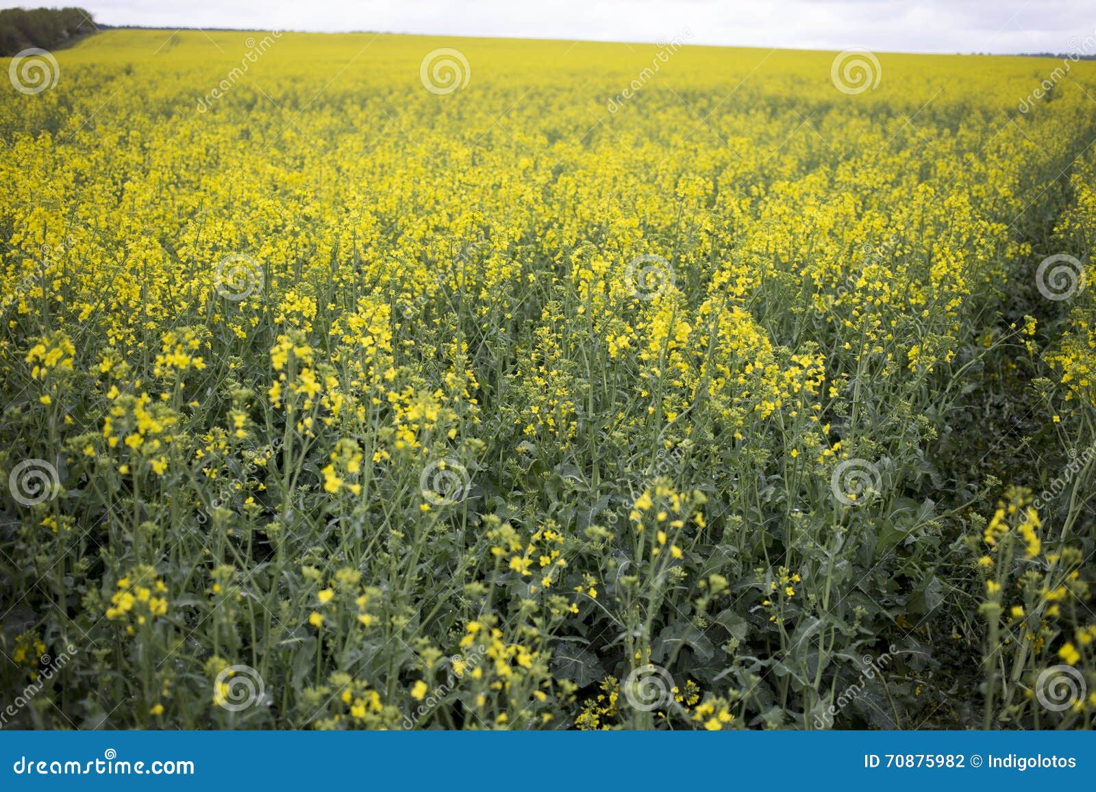 Raps, Canola, Biodiesel-Ernte Stockfoto - Bild von blume, gelb: 70875982