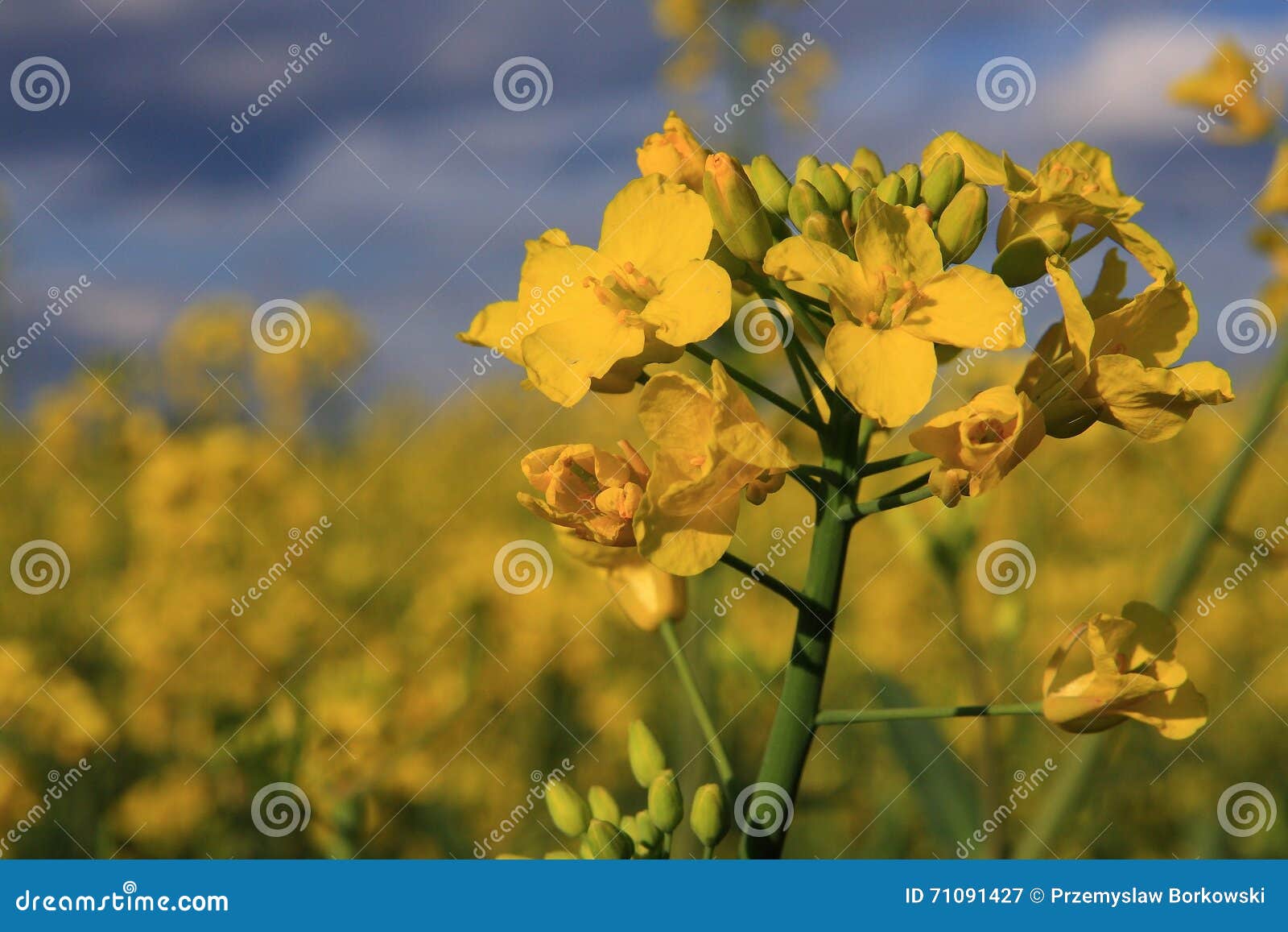 Raps, Canola, Biodiesel-Ernte Stockbild - Bild von blume, betrieb: 71091427