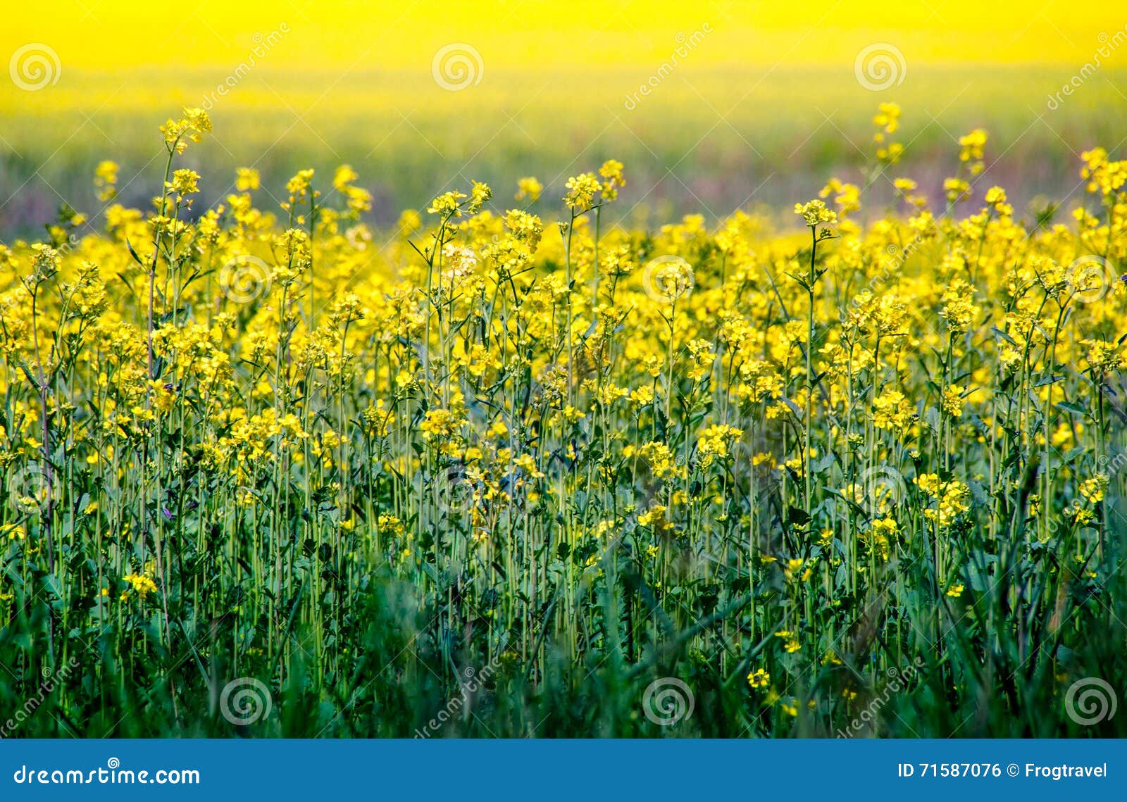 Raps, Canola, Biodiesel-Ernte Stockfoto - Bild von raps, biotechnologie ...