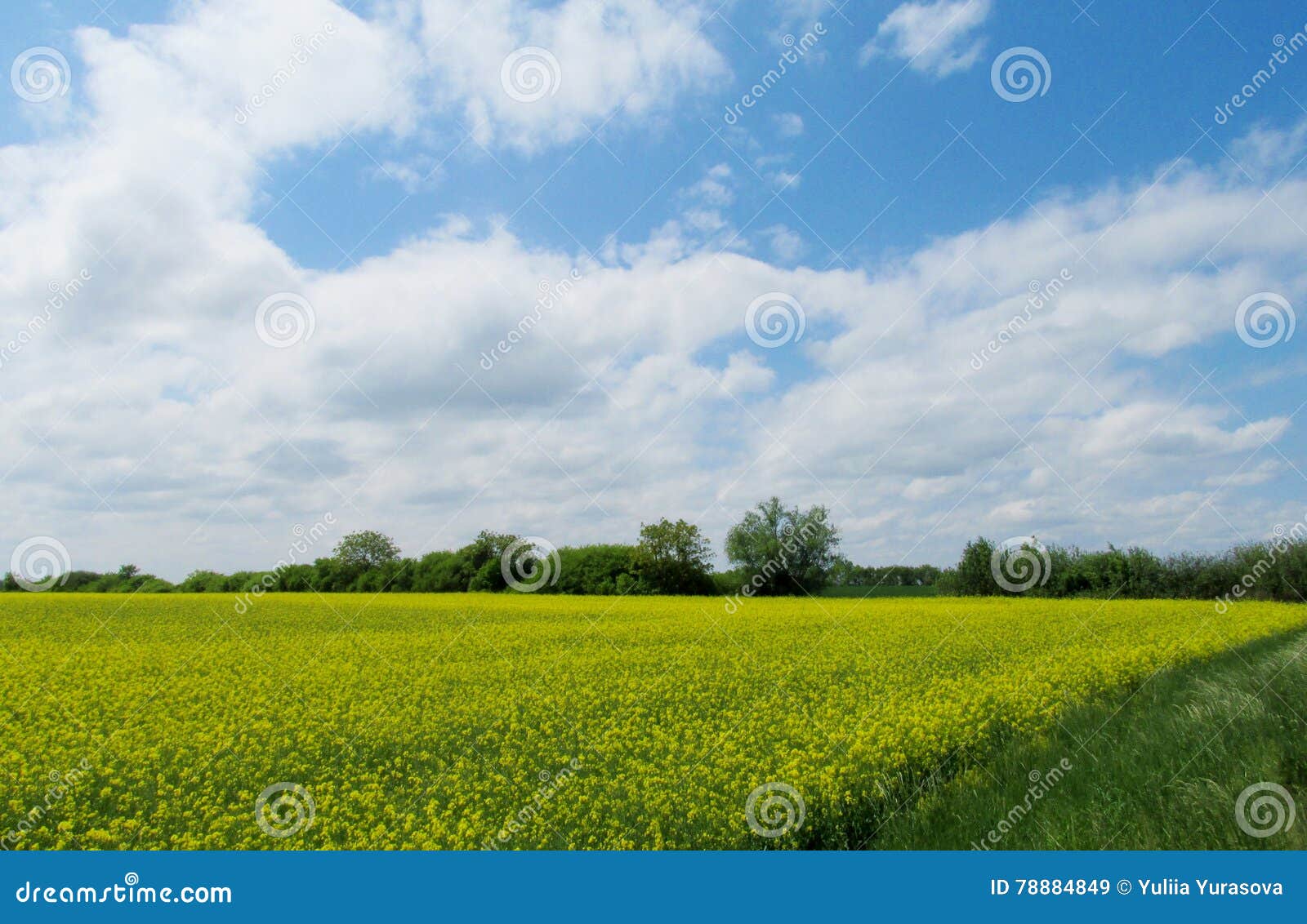Raps, Canola, Biodiesel-Ernte Stockbild - Bild von bauernhof, industrie ...