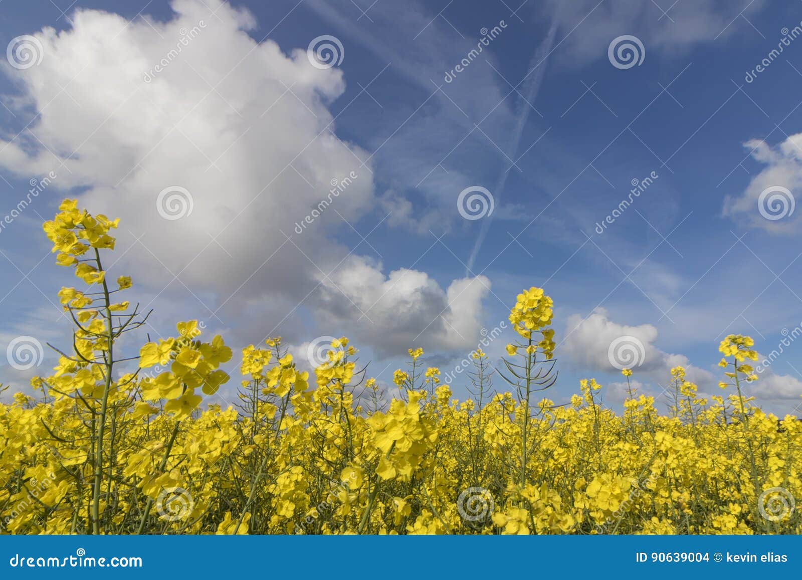 Raps, Canola, Biodiesel-Ernte Stockfoto - Bild von kontrast, plantage ...