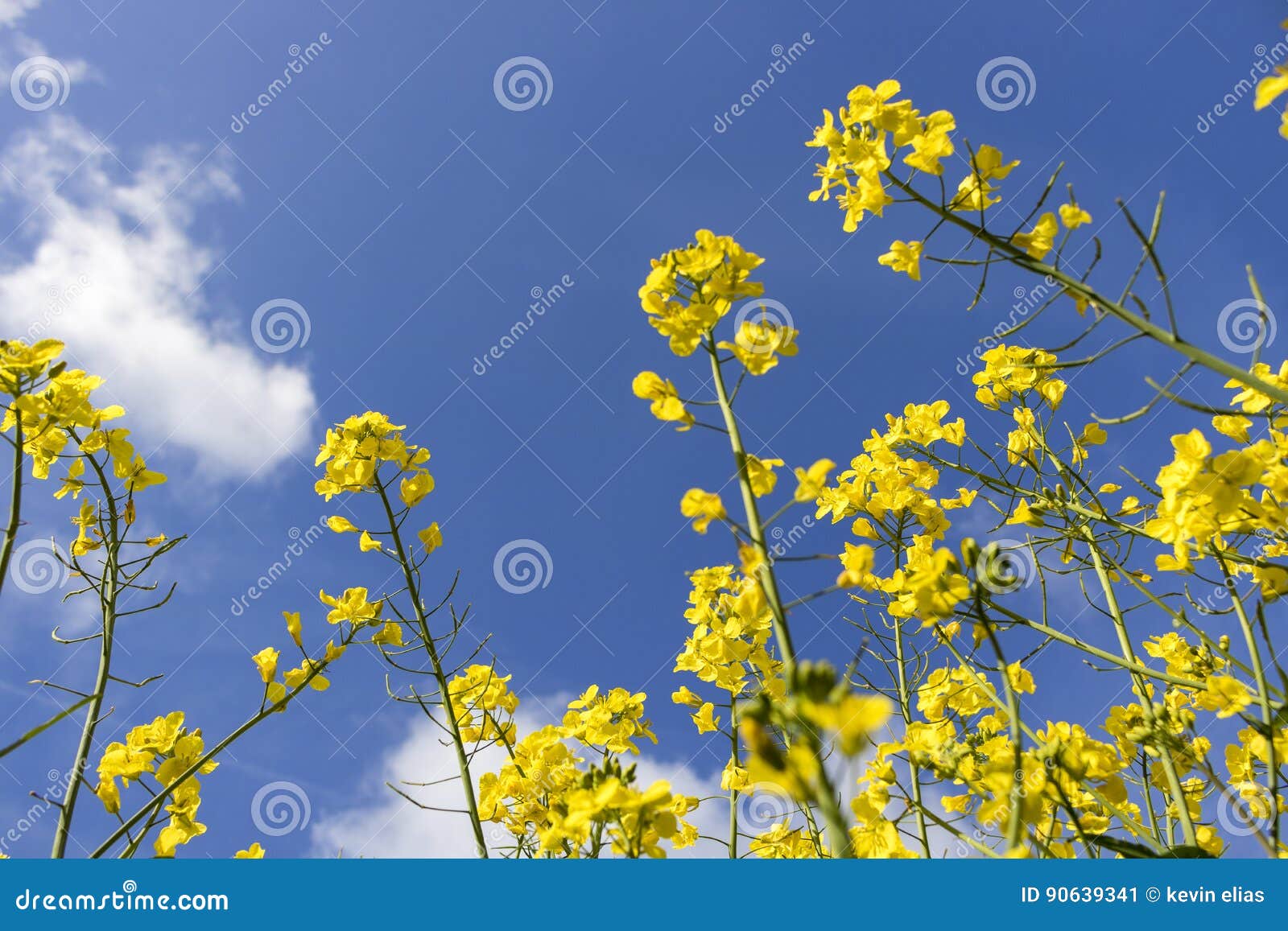 Raps, Canola, Biodiesel-Ernte Stockbild - Bild von plantage, ölsaaten ...